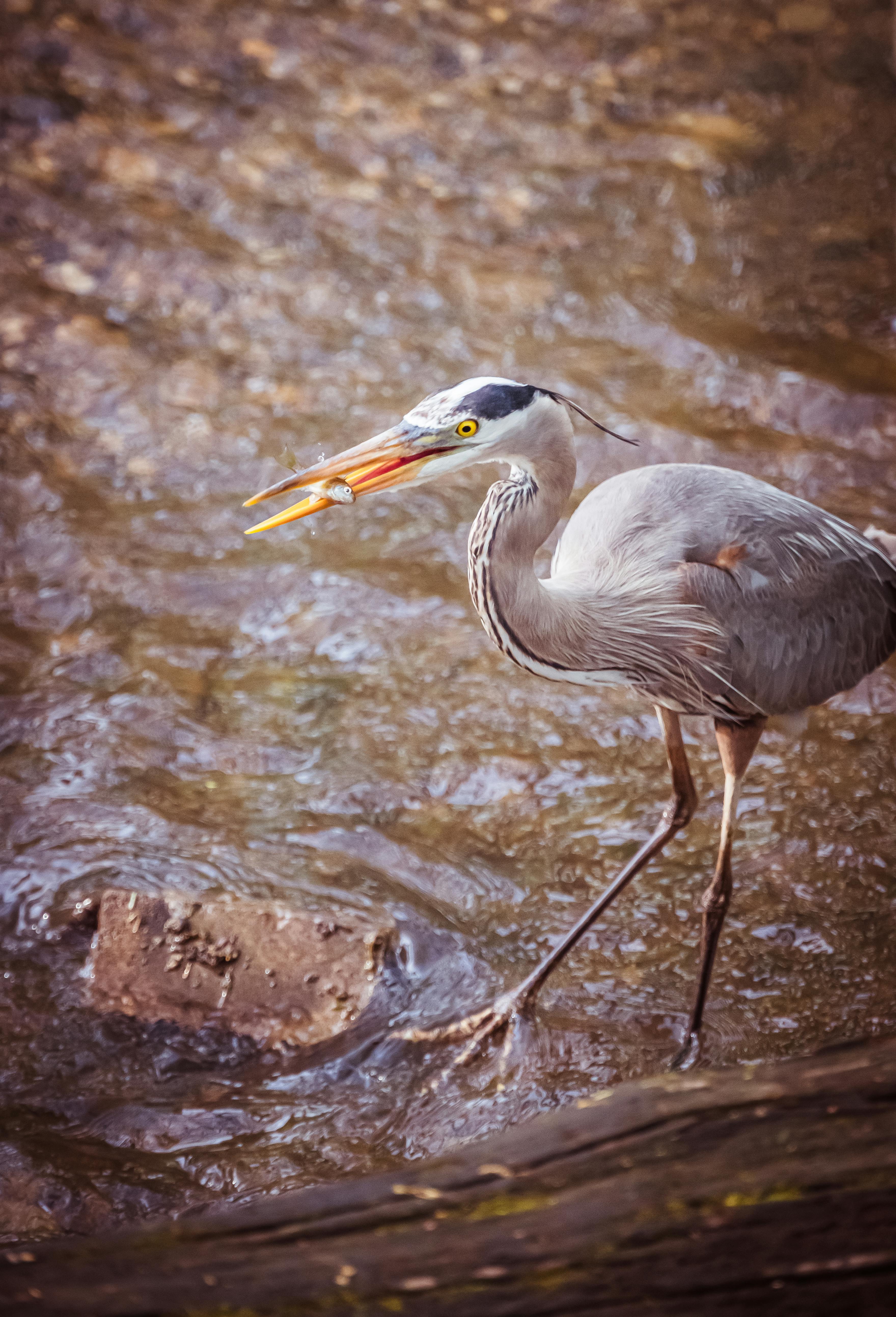 Great Blue Heron Catching Fish in Stream · Free Stock Photo