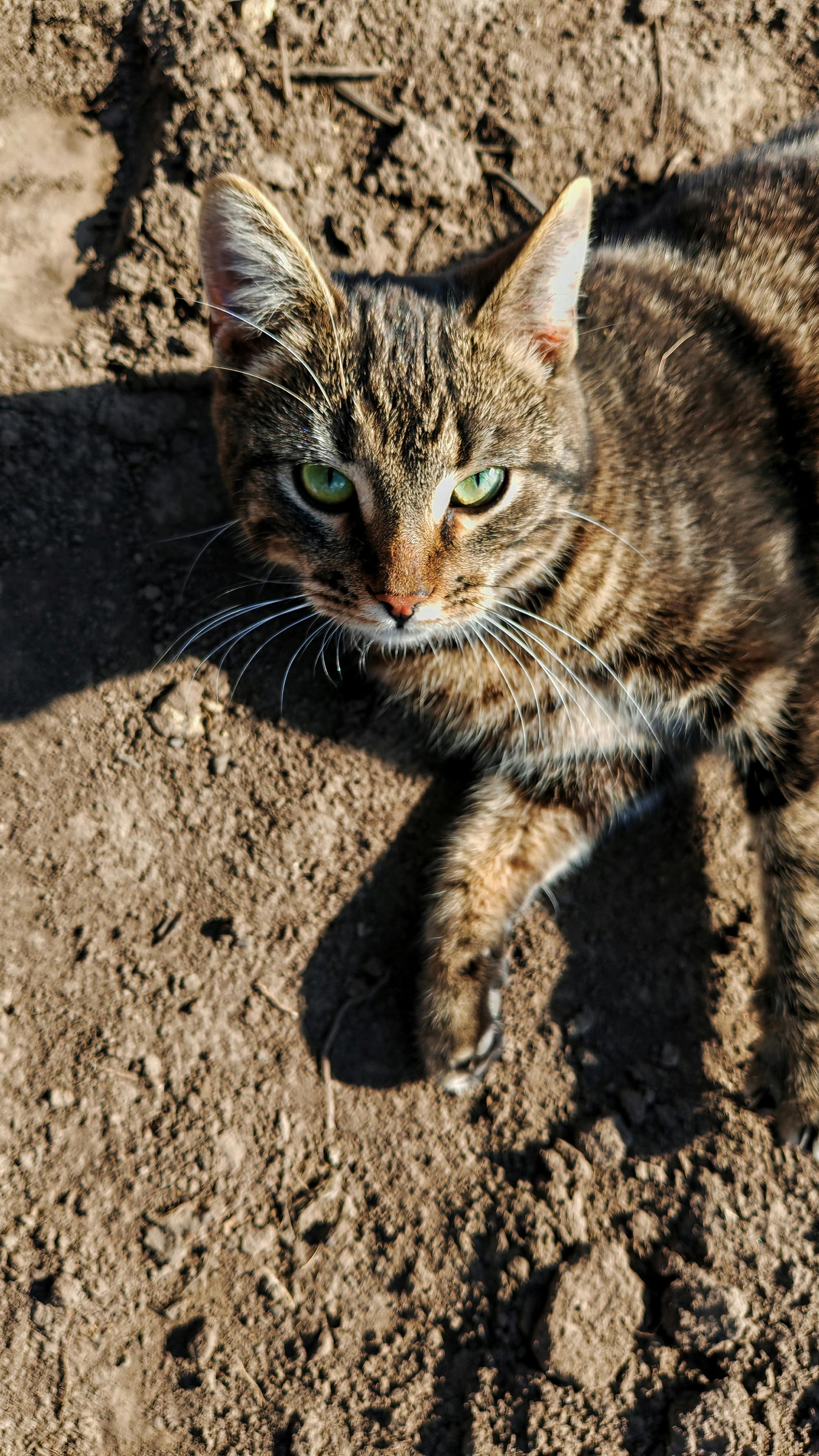 Cat Screensaver Photos, Download The BEST Free Cat Screensaver Stock ...