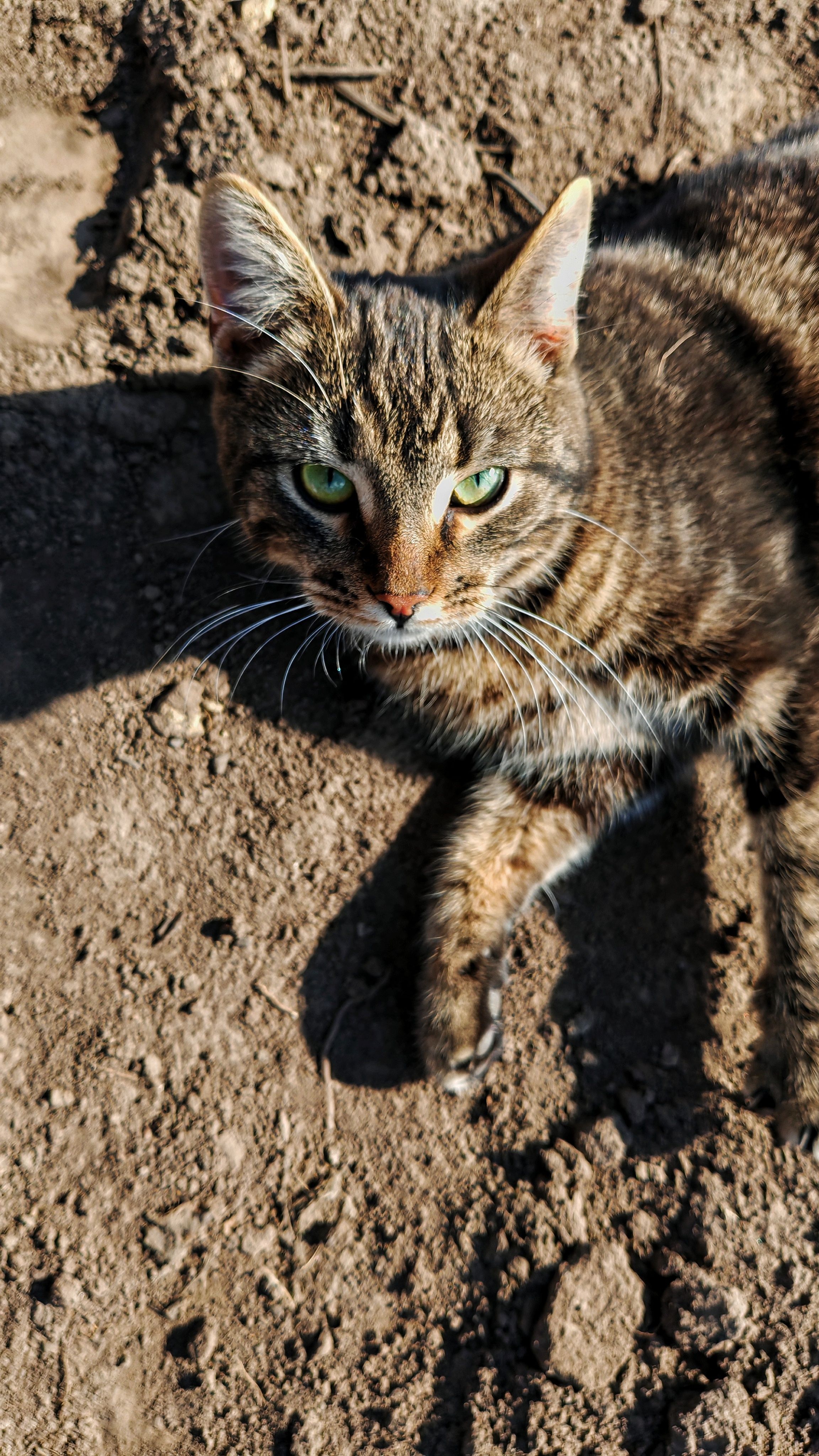 Adorable Companion Photos, Download The BEST Free Adorable Companion ...