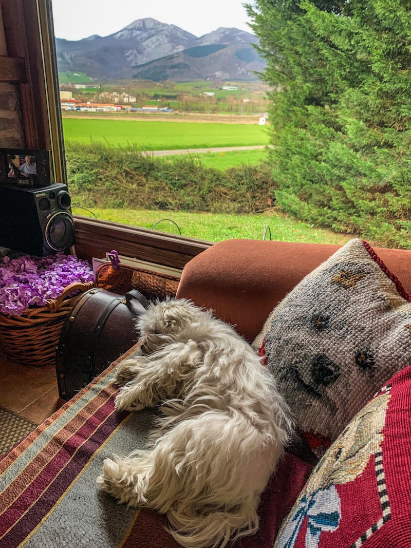 Dog Pfp Photos, Download The BEST Free Dog Pfp Stock Photos & HD Images