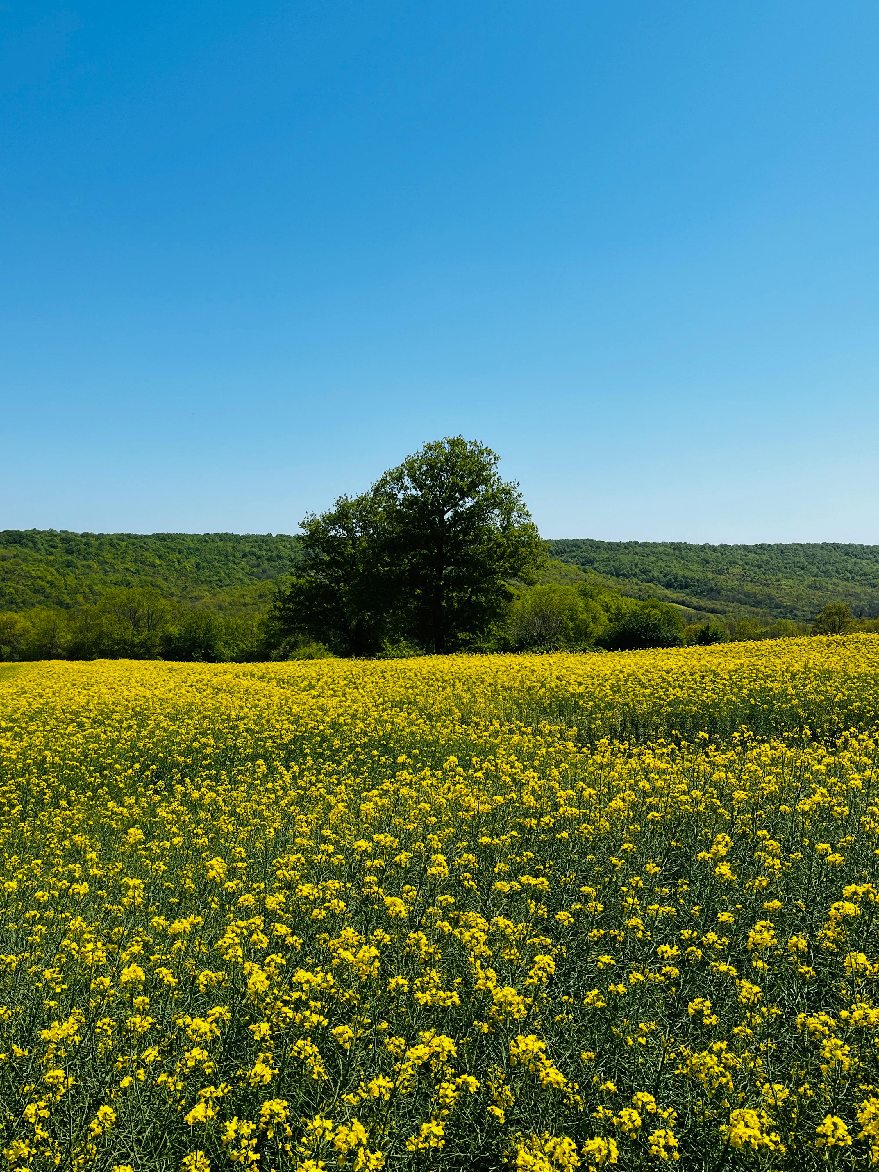 Idyllic Field of Yellow Flowers with Lone Tree · Free Stock Photo
