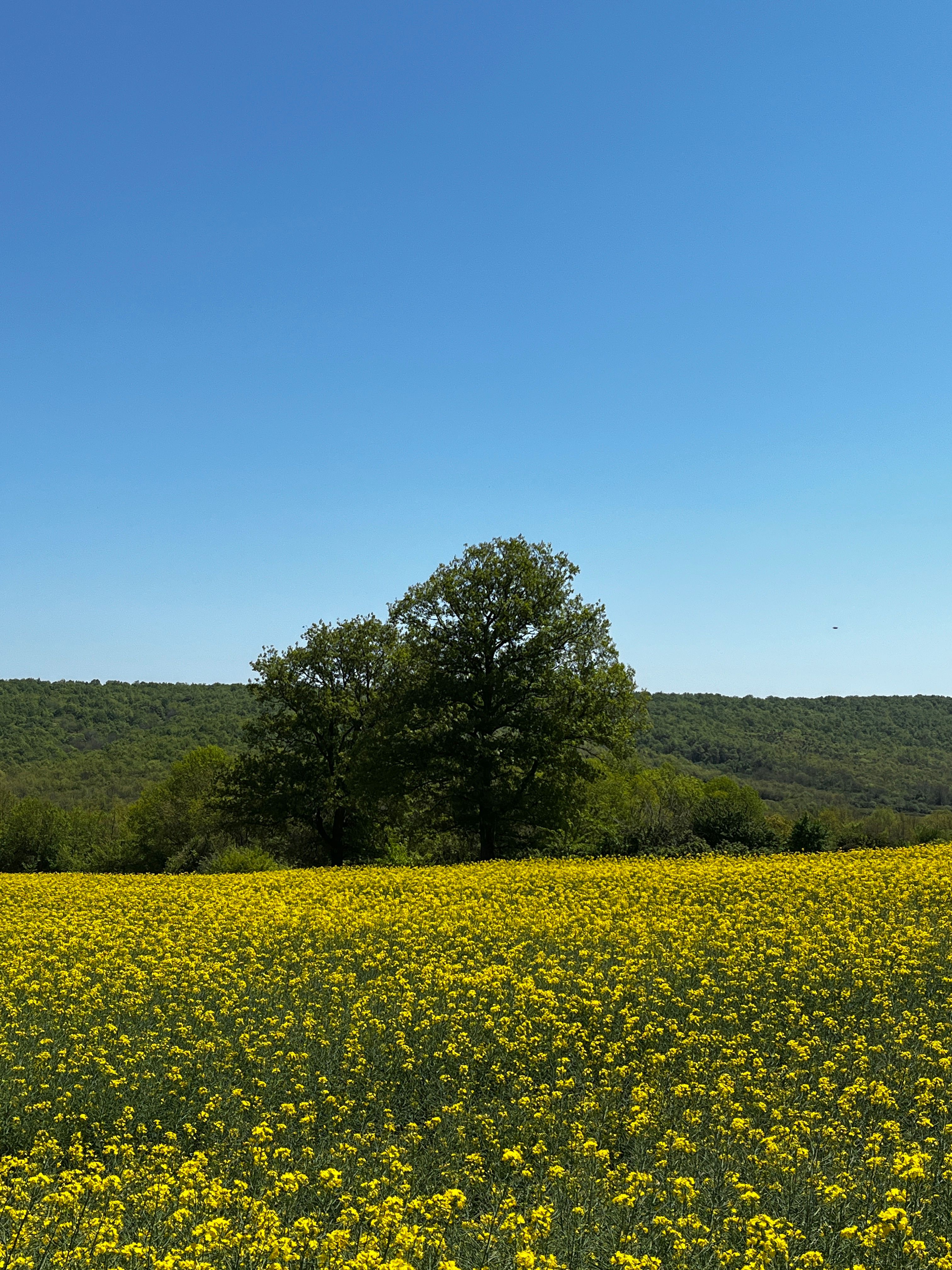 Yellow Landscape Photos, Download The BEST Free Yellow Landscape Stock ...