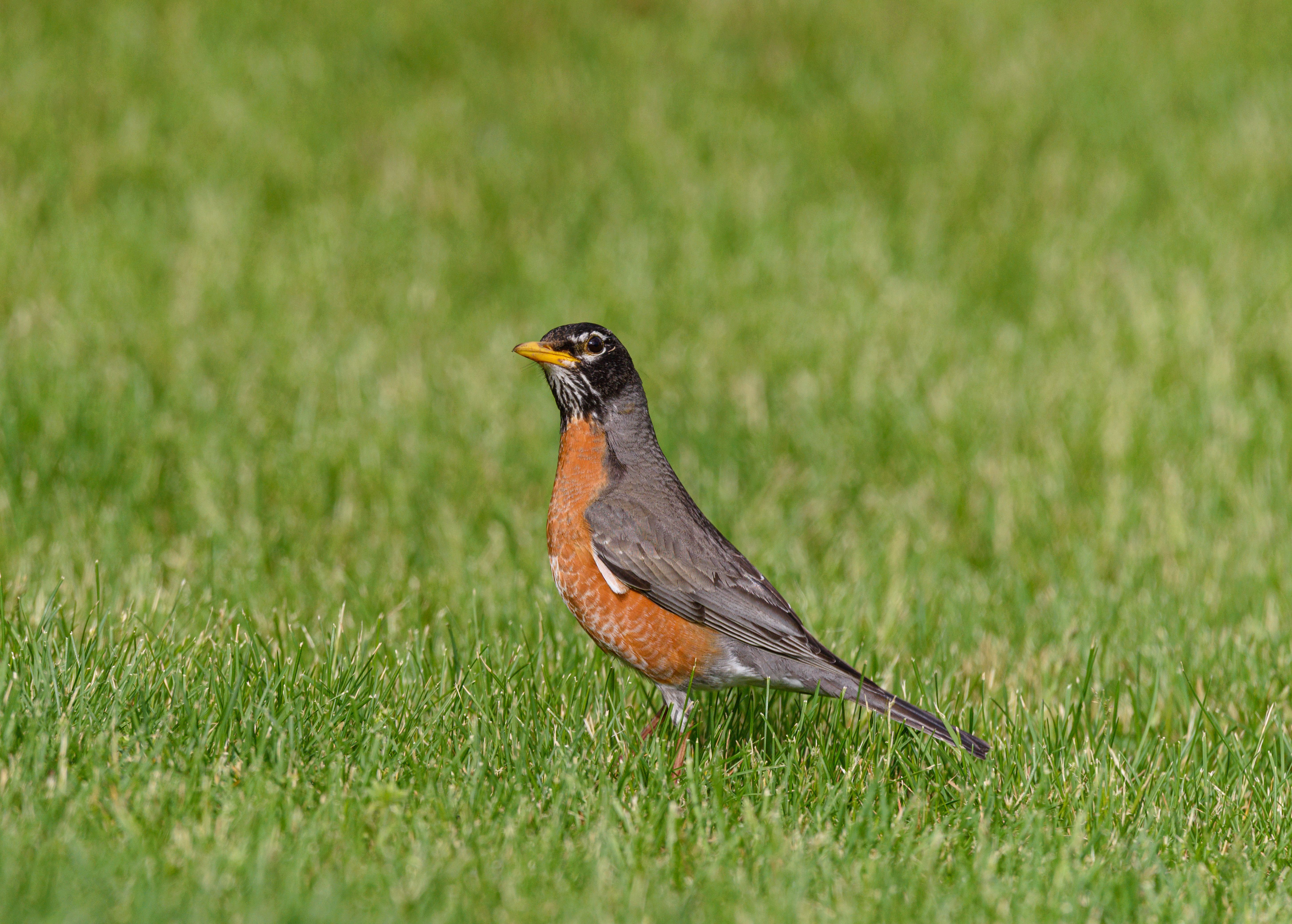 American Robin on Lush Green Grass in Spring · Free Stock Photo