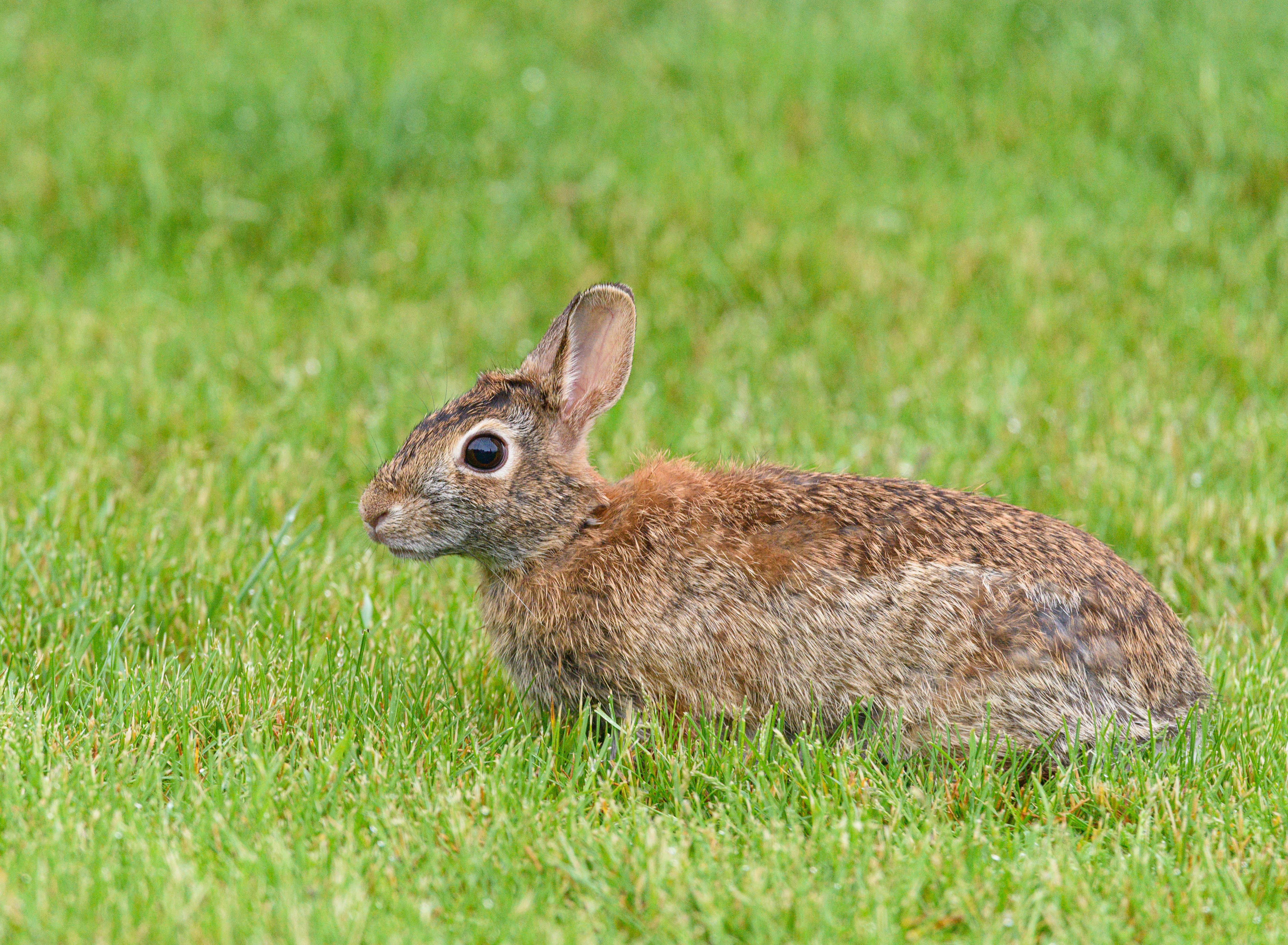Rabbit图片 Photos, Download The BEST Free Rabbit图片 Stock Photos & HD Images