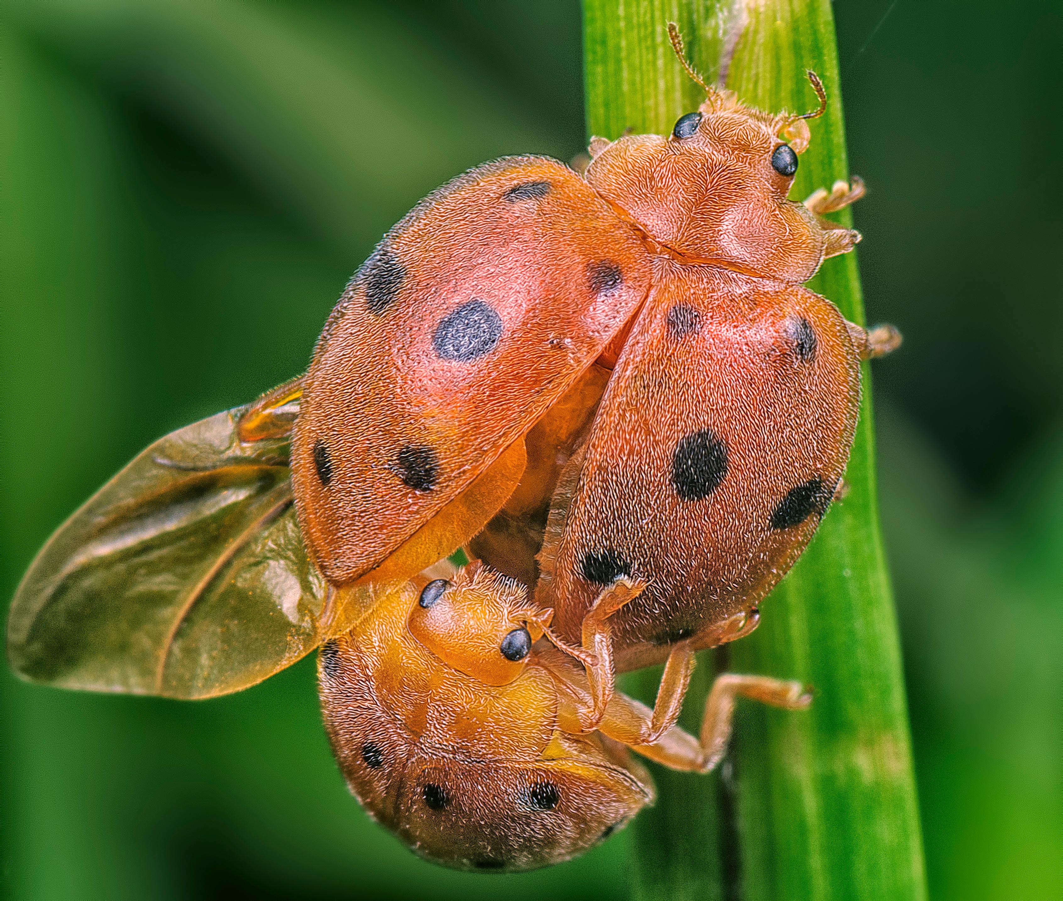 Close-up of Mating Ladybugs on a Leaf · Free Stock Photo
