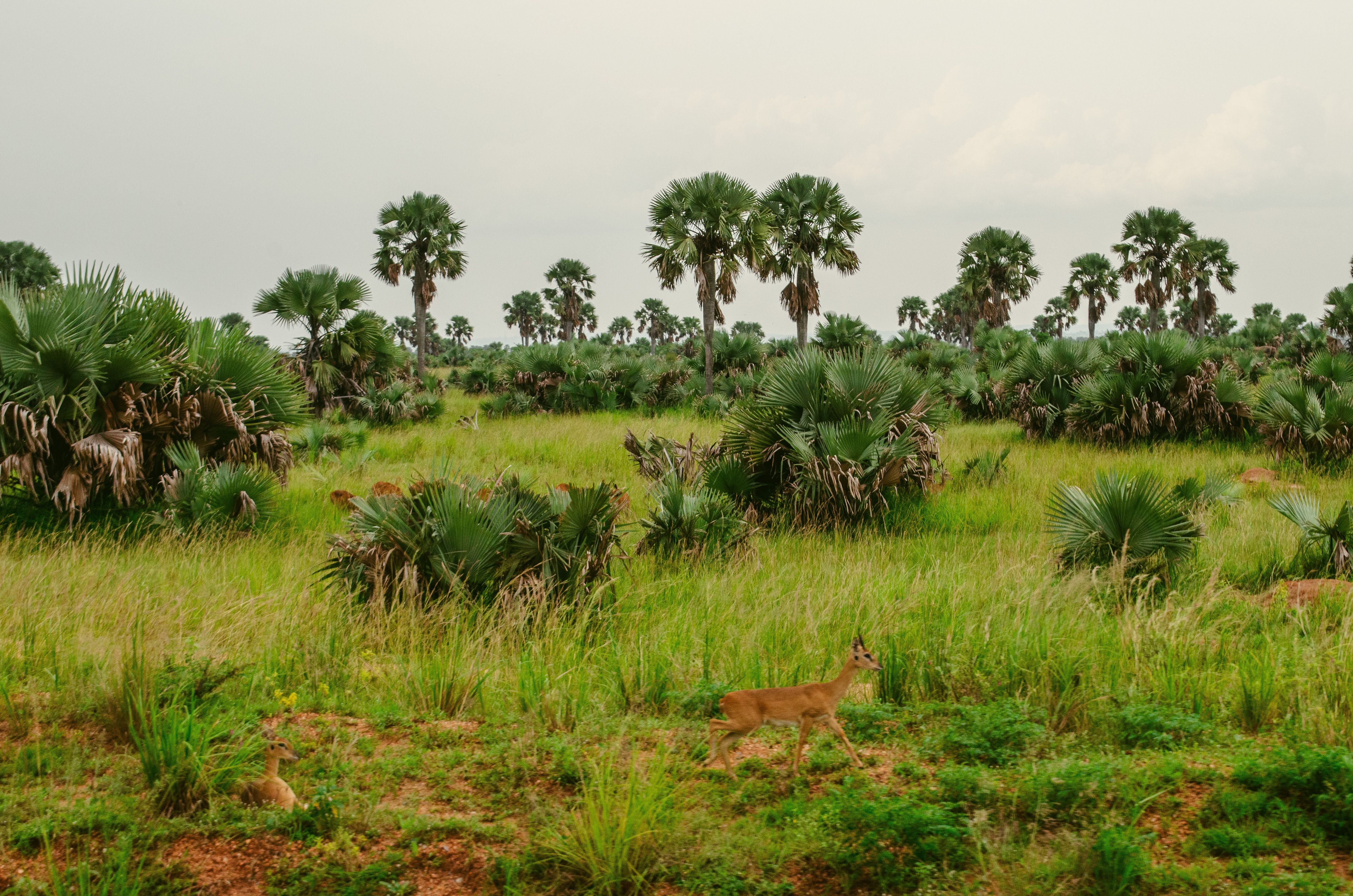 Lush Savannah Landscape with Wildlife in Uganda · Free Stock Photo