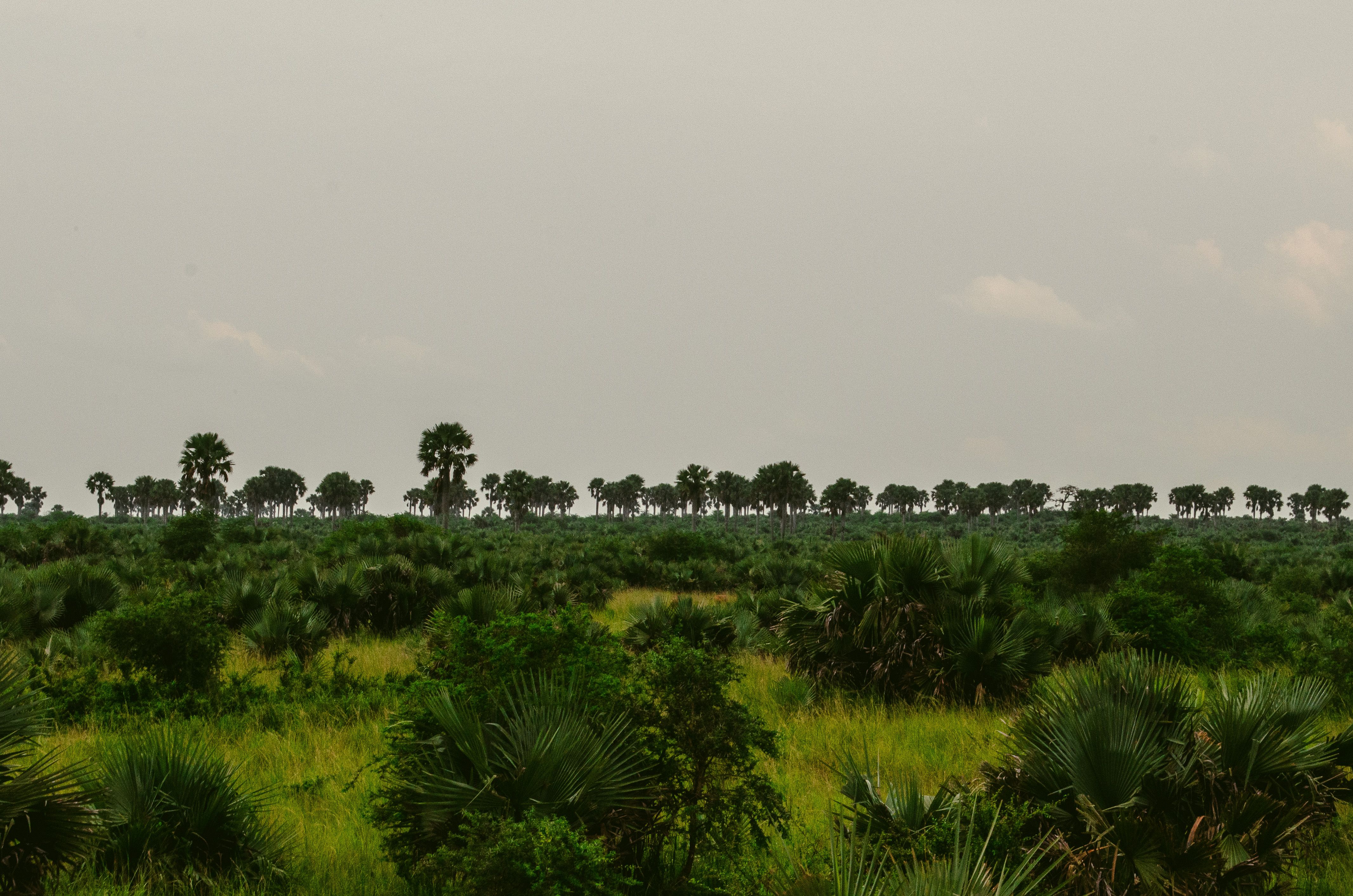 Vegetation Bushland Photos, Download The BEST Free Vegetation Bushland ...