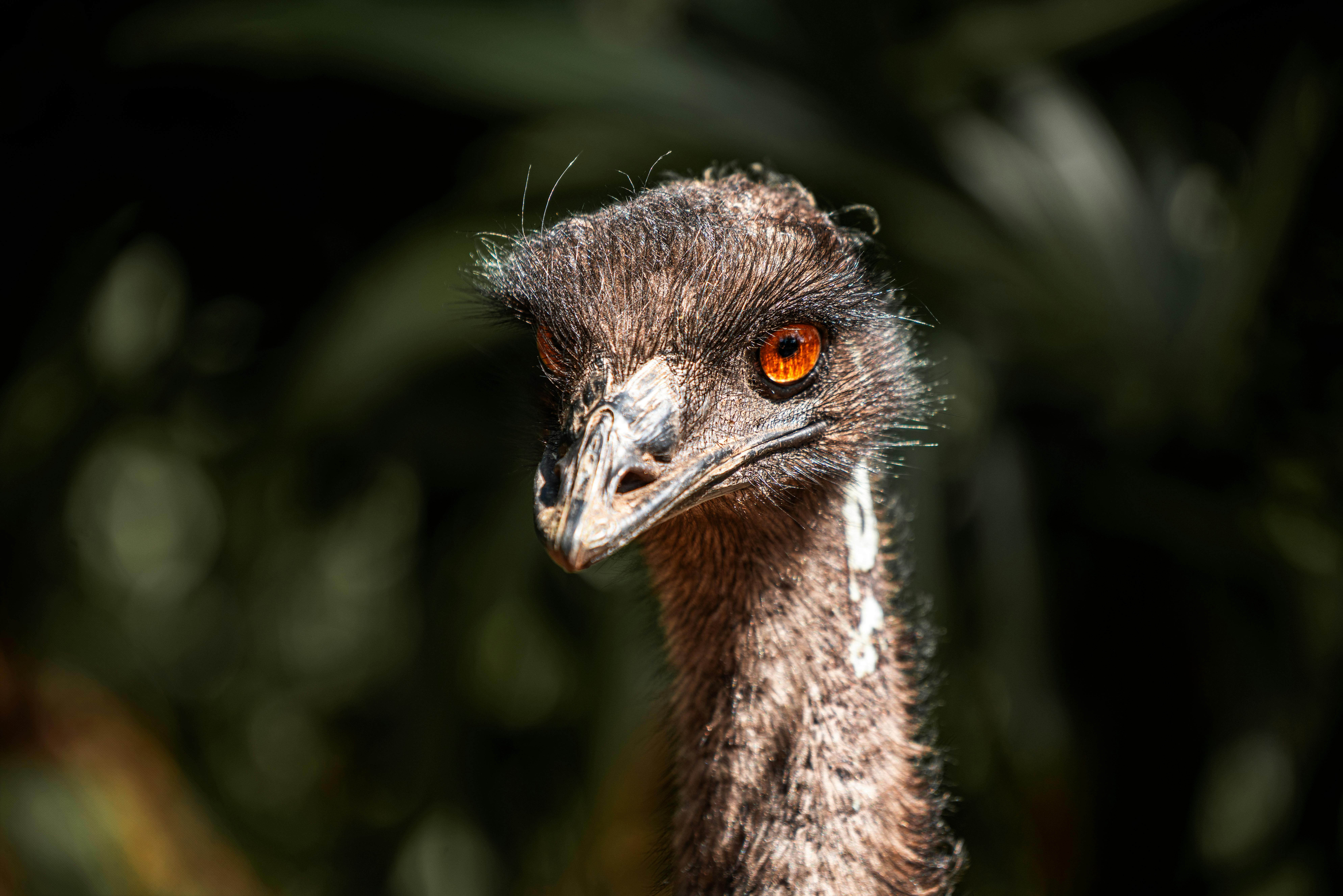Close-Up Portrait of an Emu in Natural Habitat · Free Stock Photo