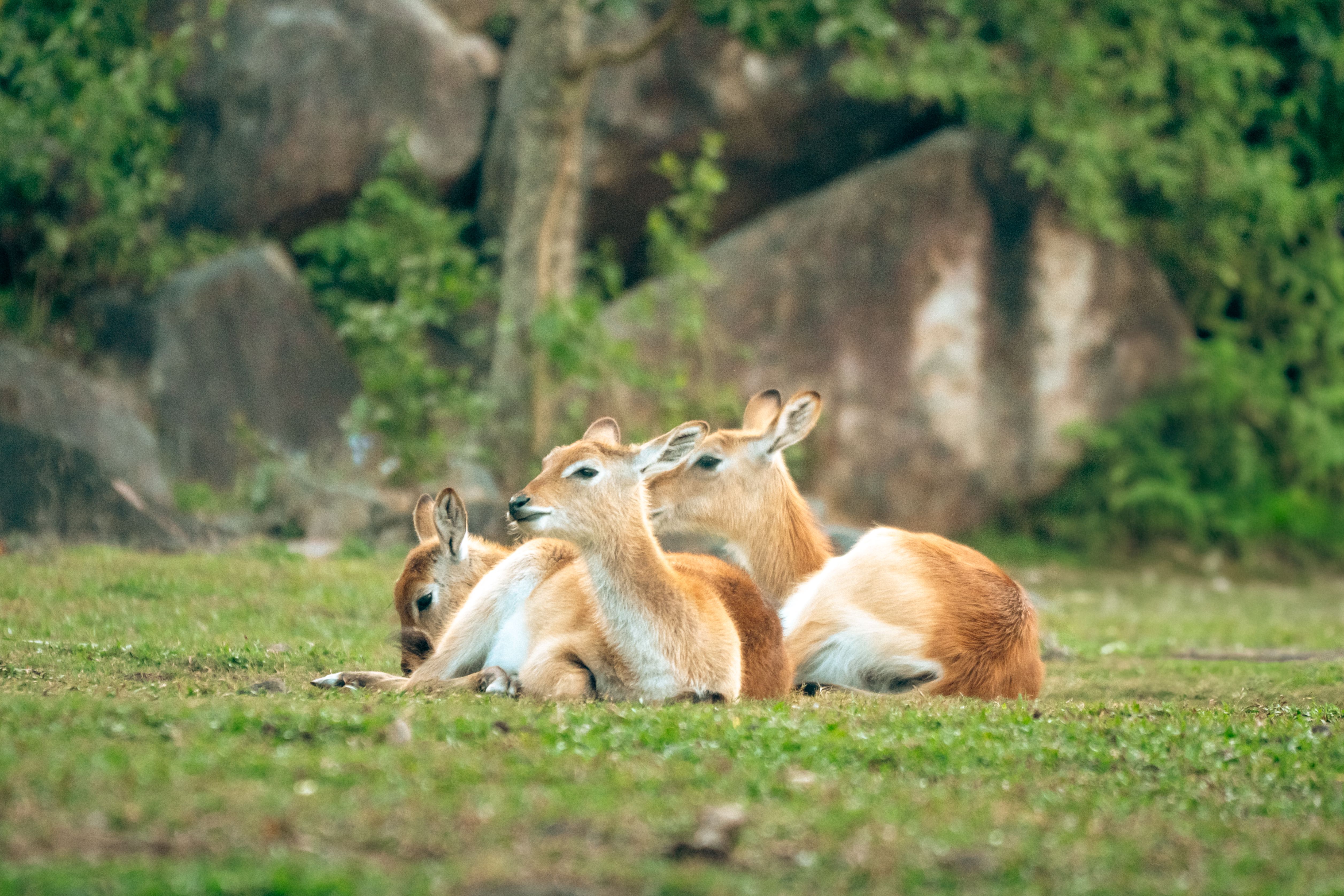 Group of Antelopes Resting in Verdant Habitat · Free Stock Photo