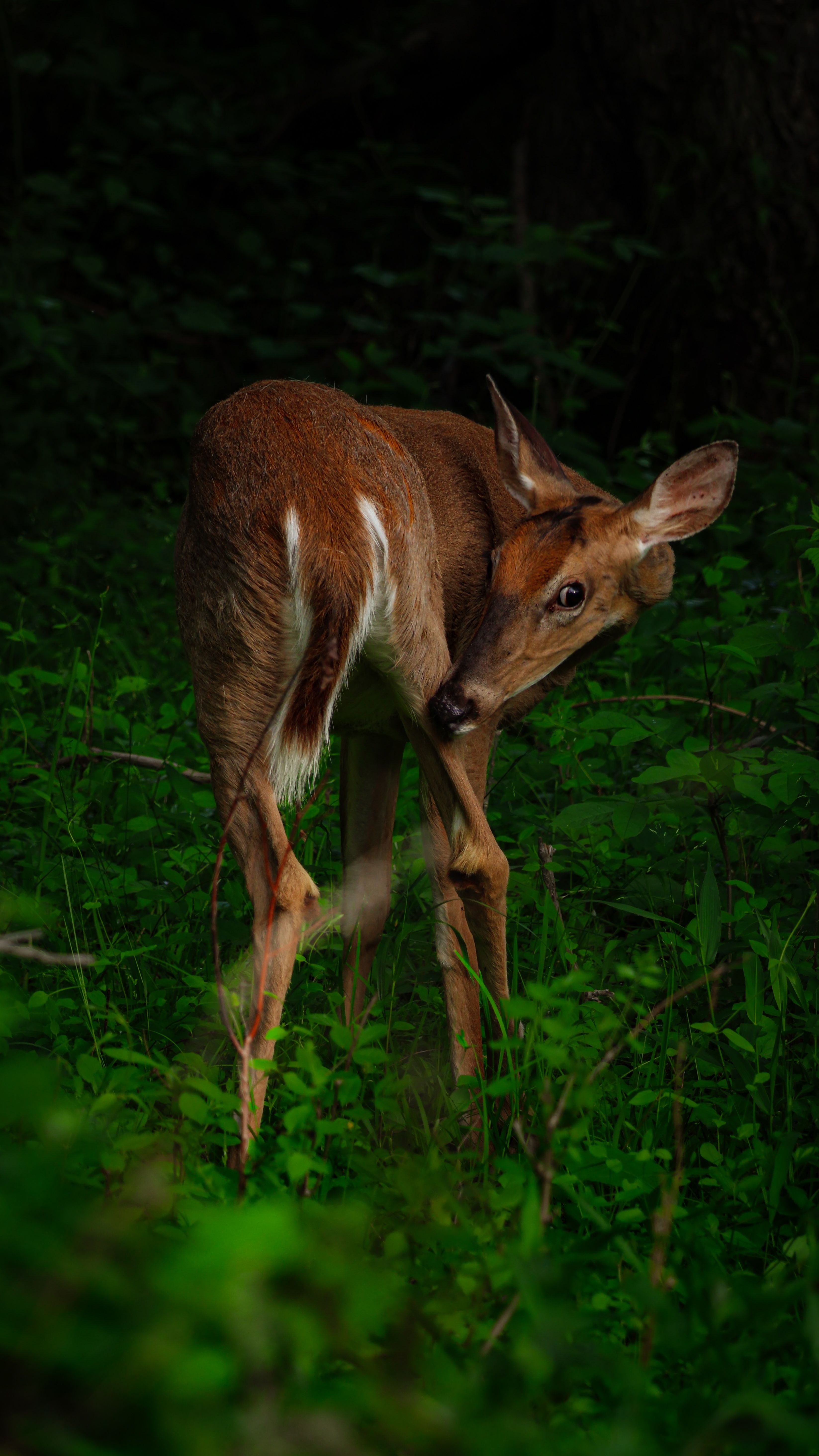 Deer Licking its Hind Leg · Free Stock Photo