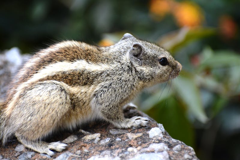 Indian Giant Squirrel: World's Largest Rodent Species
