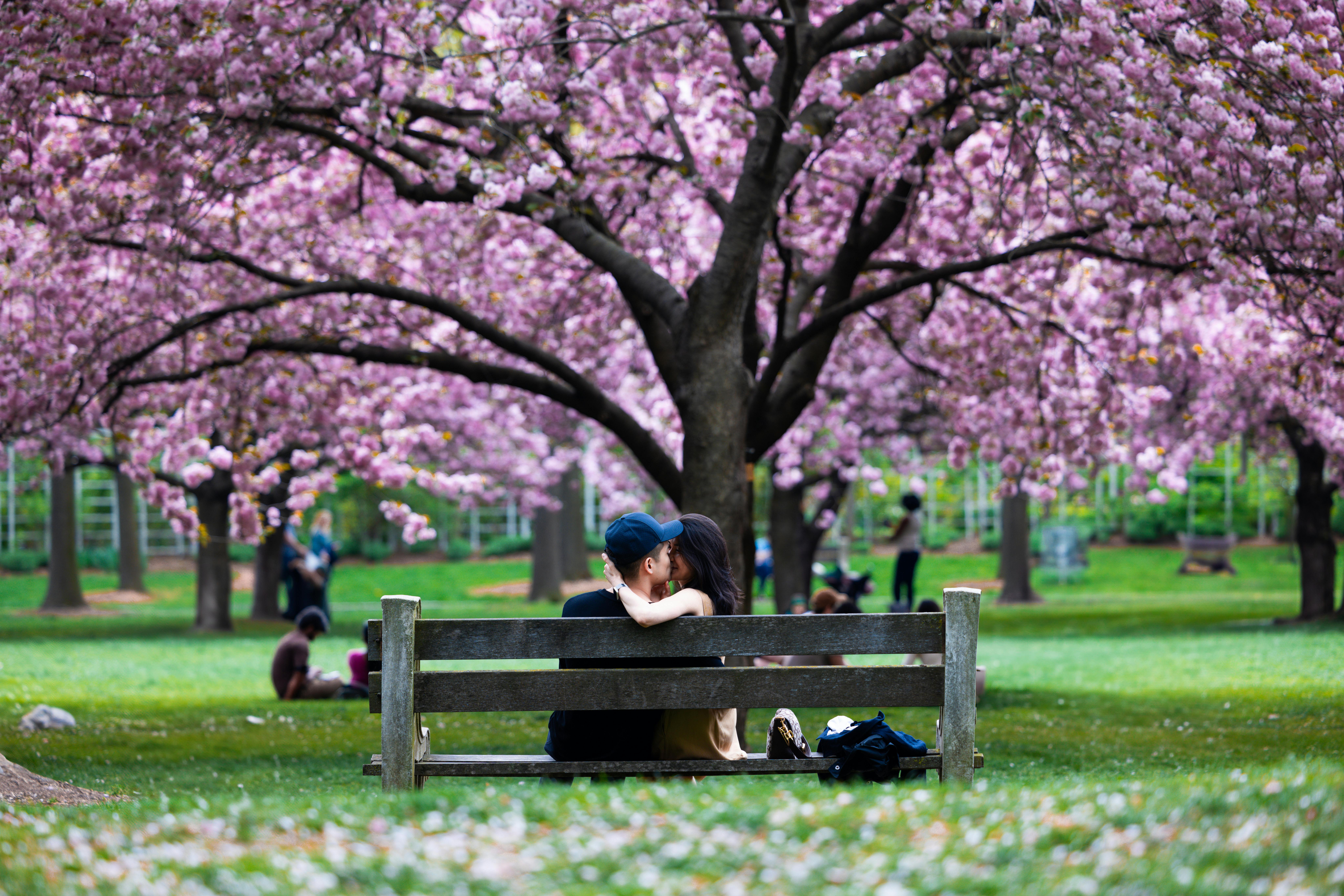 Natural Flowers Photos, Download The BEST Free Natural Flowers Stock ...