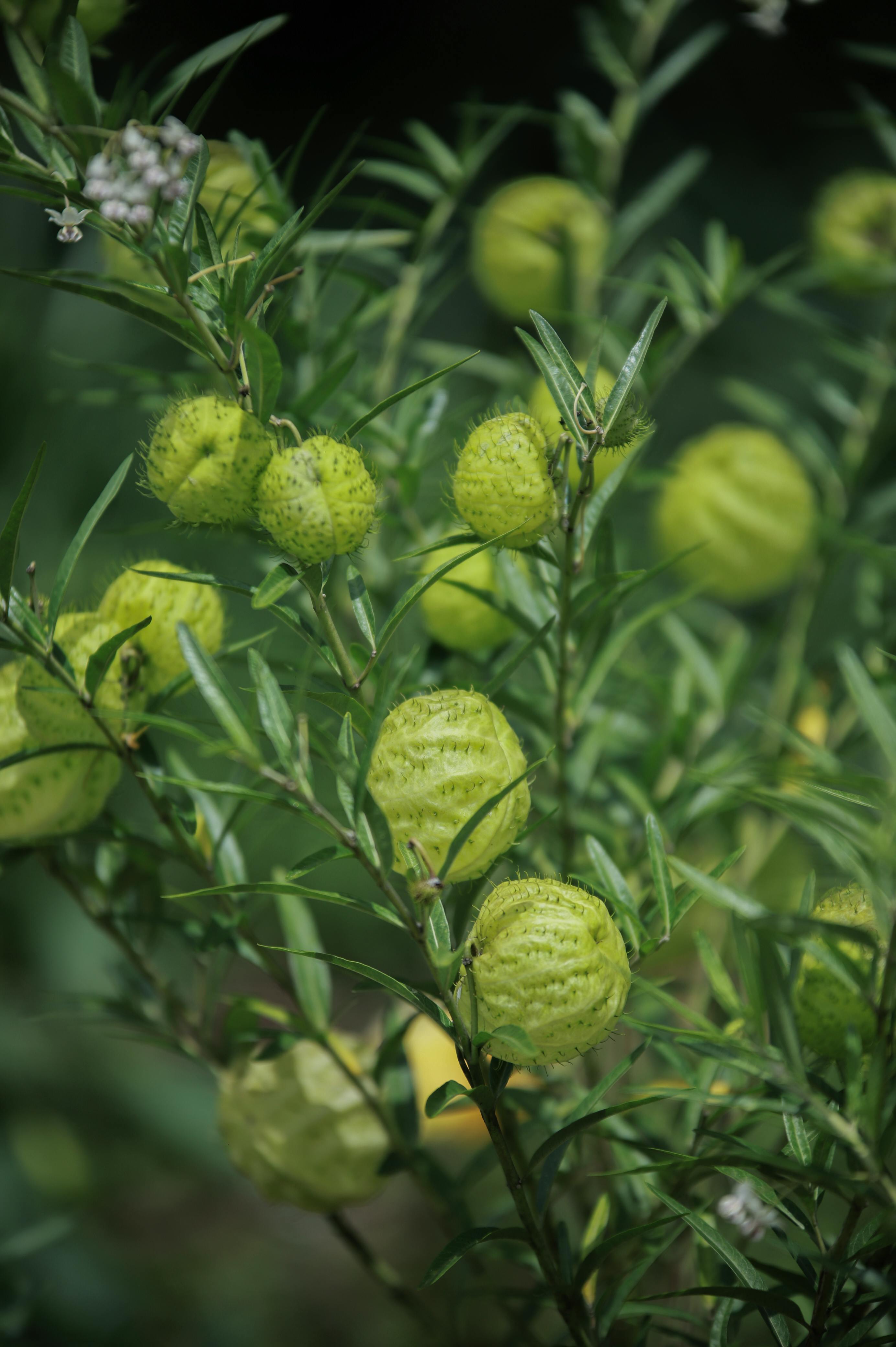 Seed Pod Structure Photos, Download The BEST Free Seed Pod Structure ...