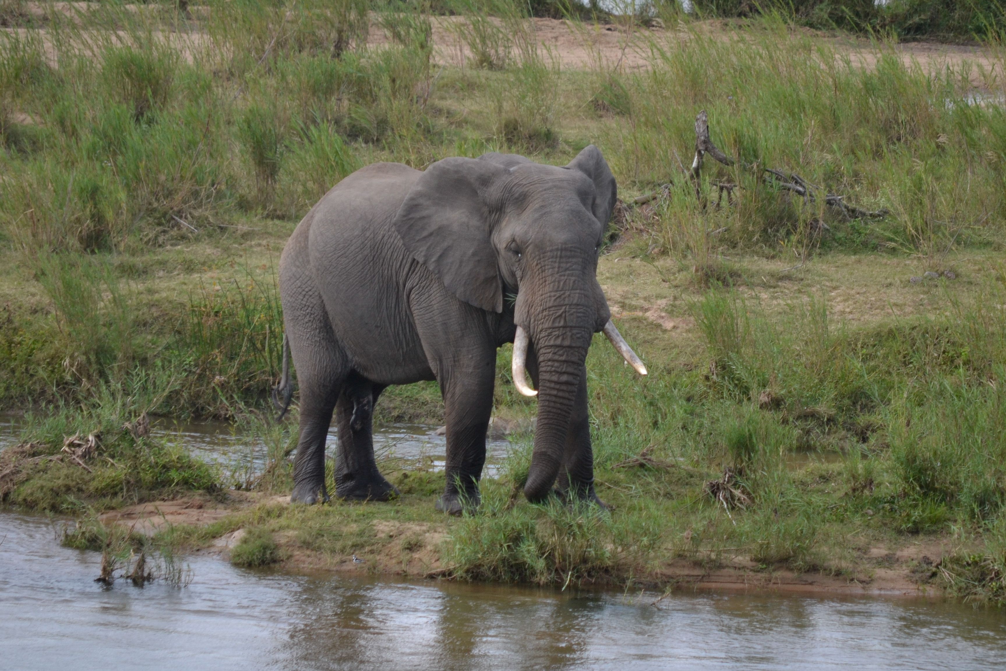 Elephant Raising Trunk Photos, Download The BEST Free Elephant Raising ...