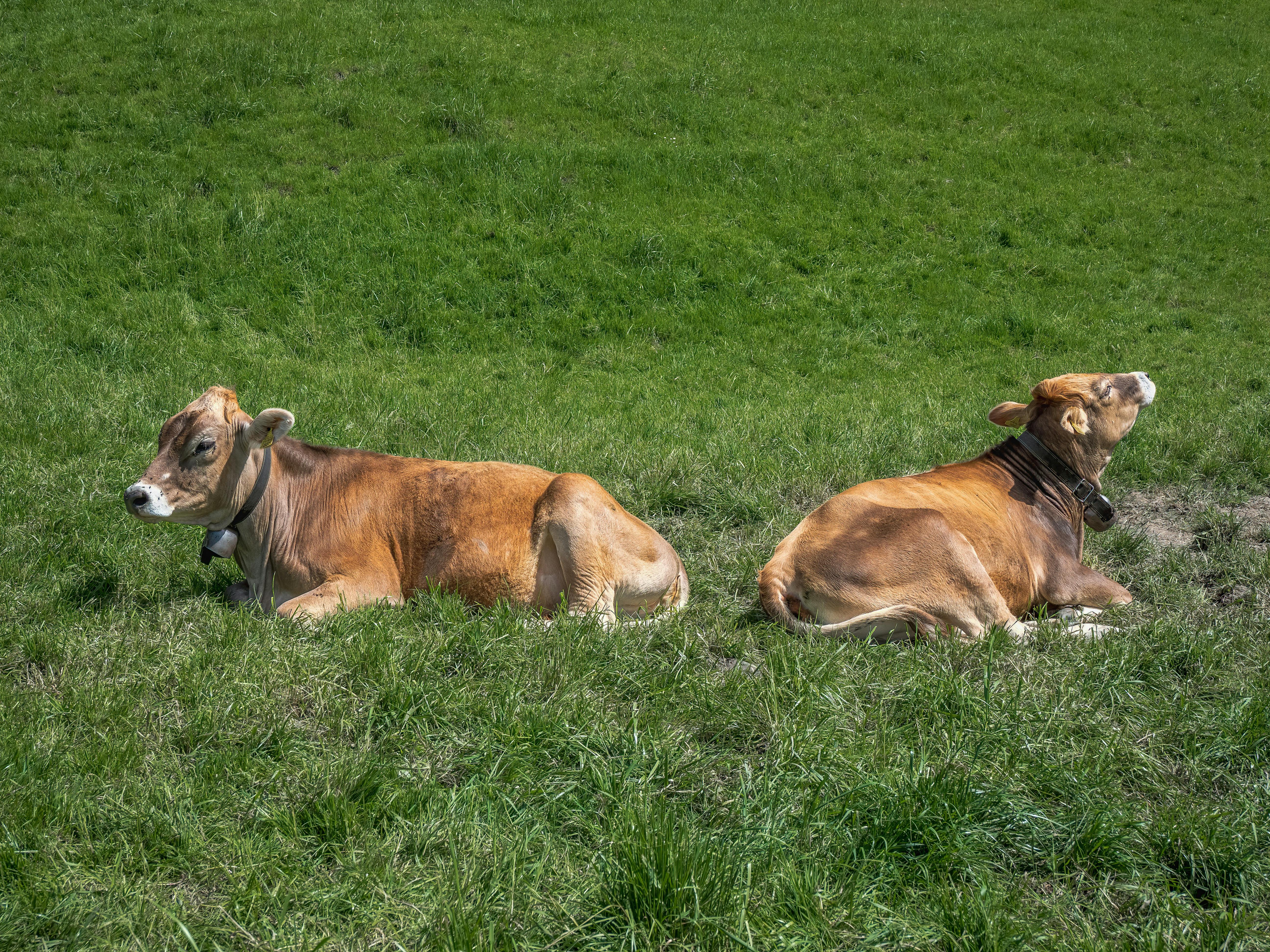Herbage With Dwarf Grass Photos, Download The BEST Free Herbage With ...