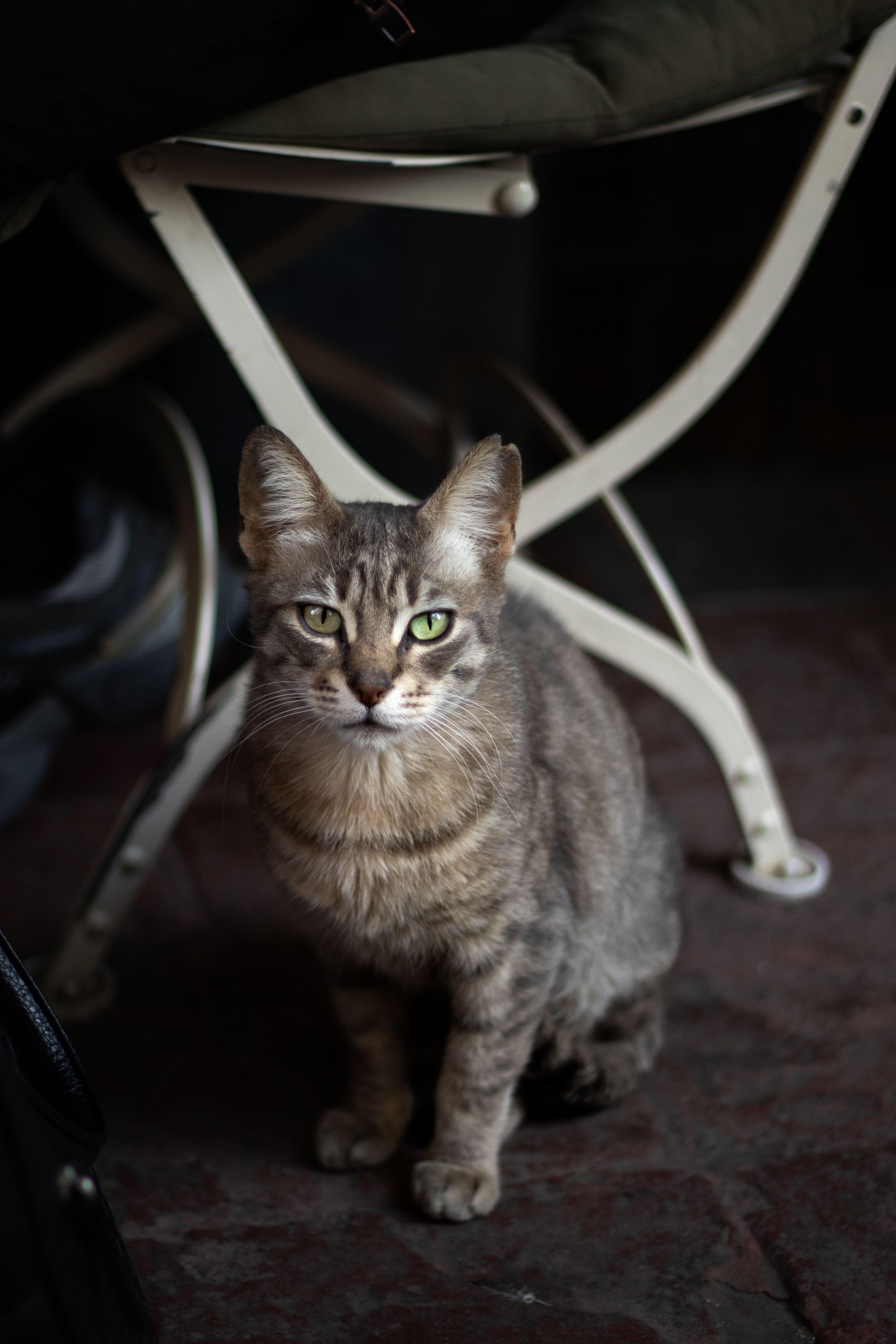Goofy Ahh Cat Photos, Download The BEST Free Goofy Ahh Cat Stock Photos ...
