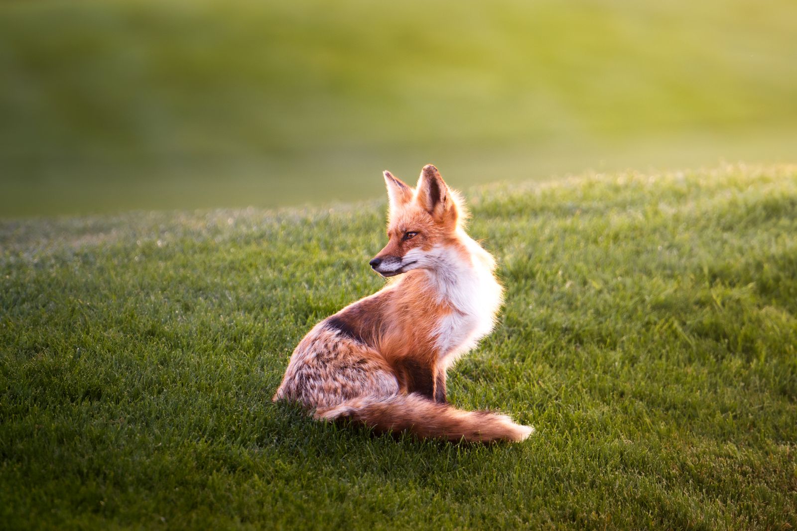 Desktop Wallpaper Sweetie Fox Photos, Download The BEST Free Desktop ...