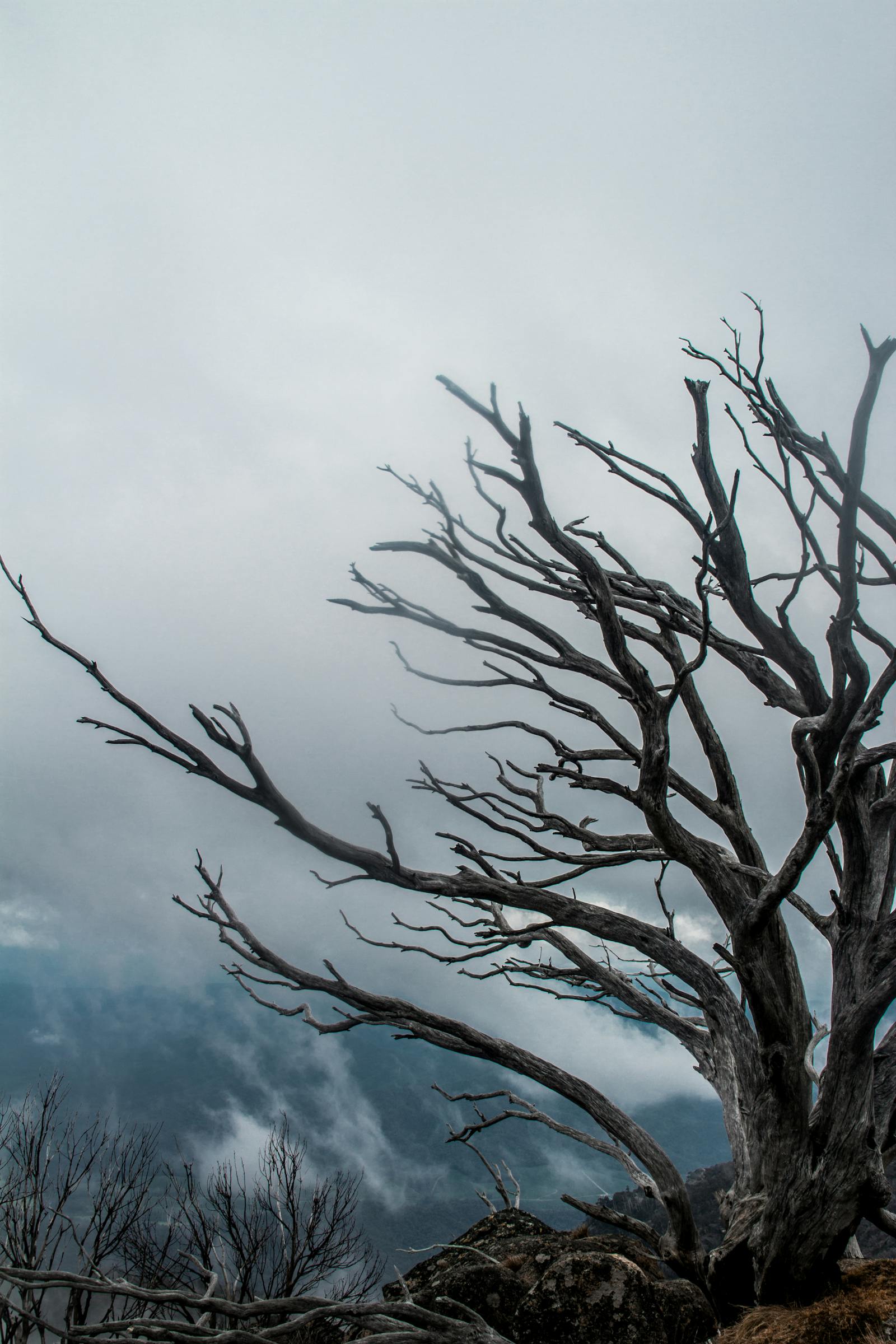 Dead Tree Photos, Download The BEST Free Dead Tree Stock Photos & HD Images
