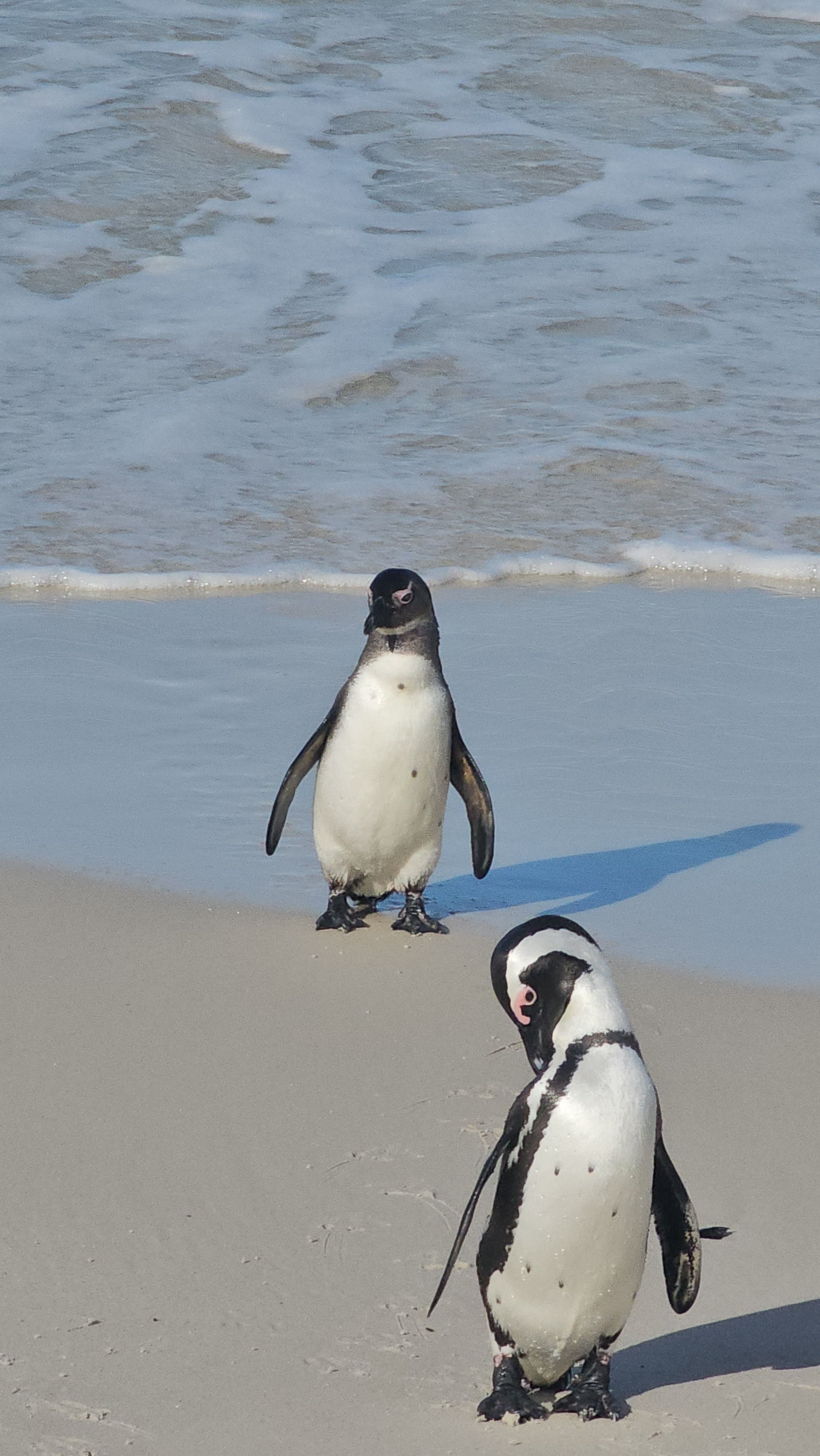 Picture Of Penguin Photos, Download The BEST Free Picture Of Penguin ...