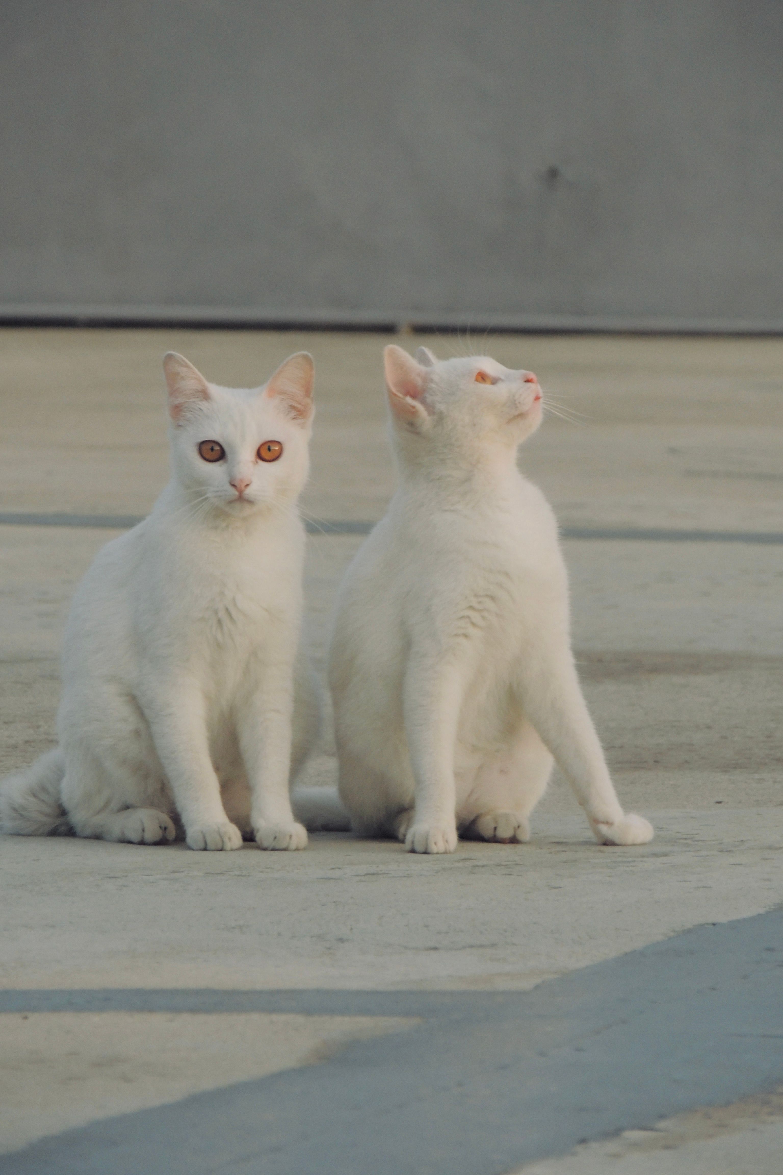 Cat Poses Photos, Download The BEST Free Cat Poses Stock Photos & HD Images