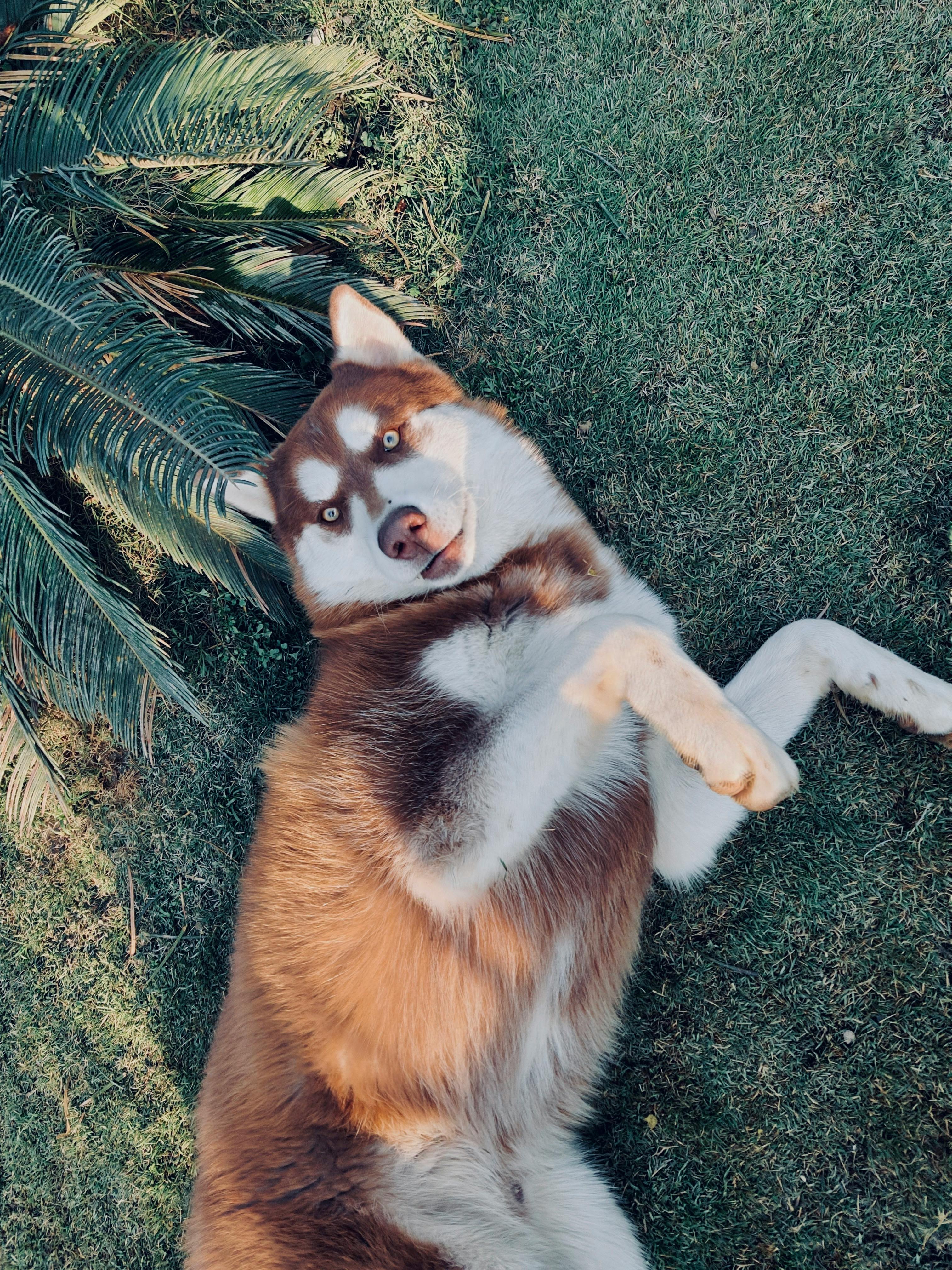 Playful Siberian Husky Relaxing on Green Grass · Free Stock Photo