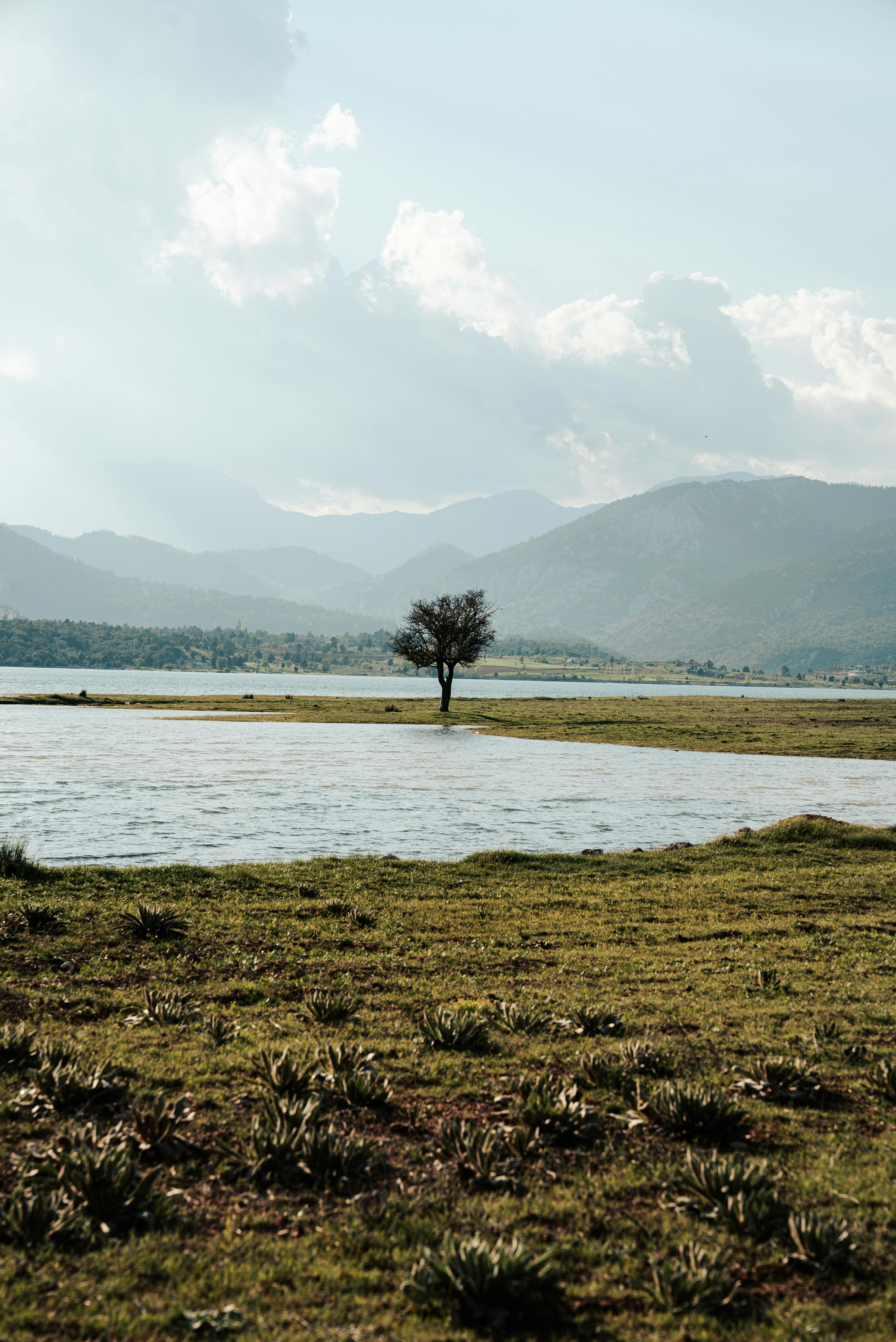 Isolated Tree Photos, Download The BEST Free Isolated Tree Stock Photos ...