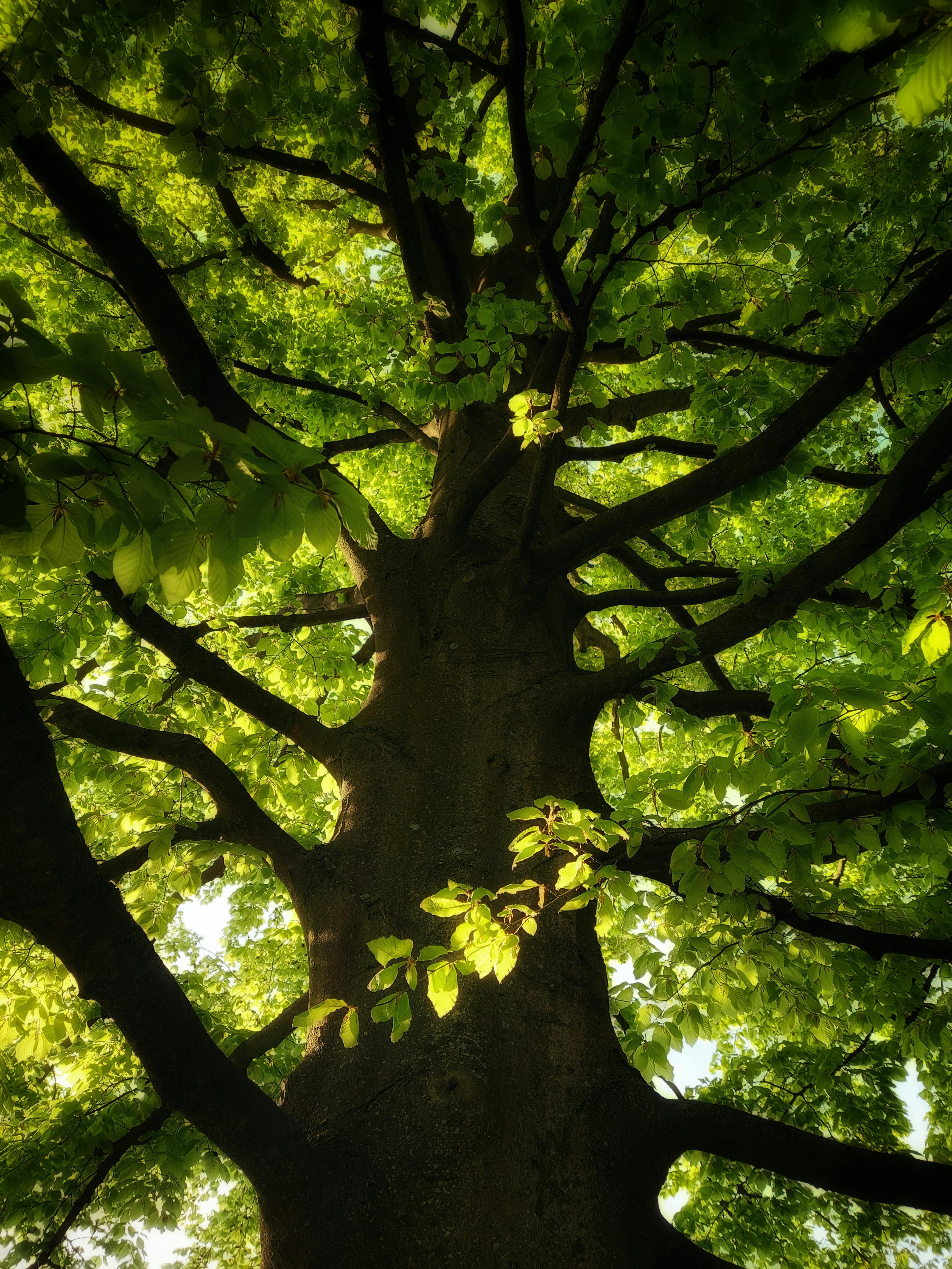 Majestic Oak Tree Canopy with Sunlight Flares · Free Stock Photo