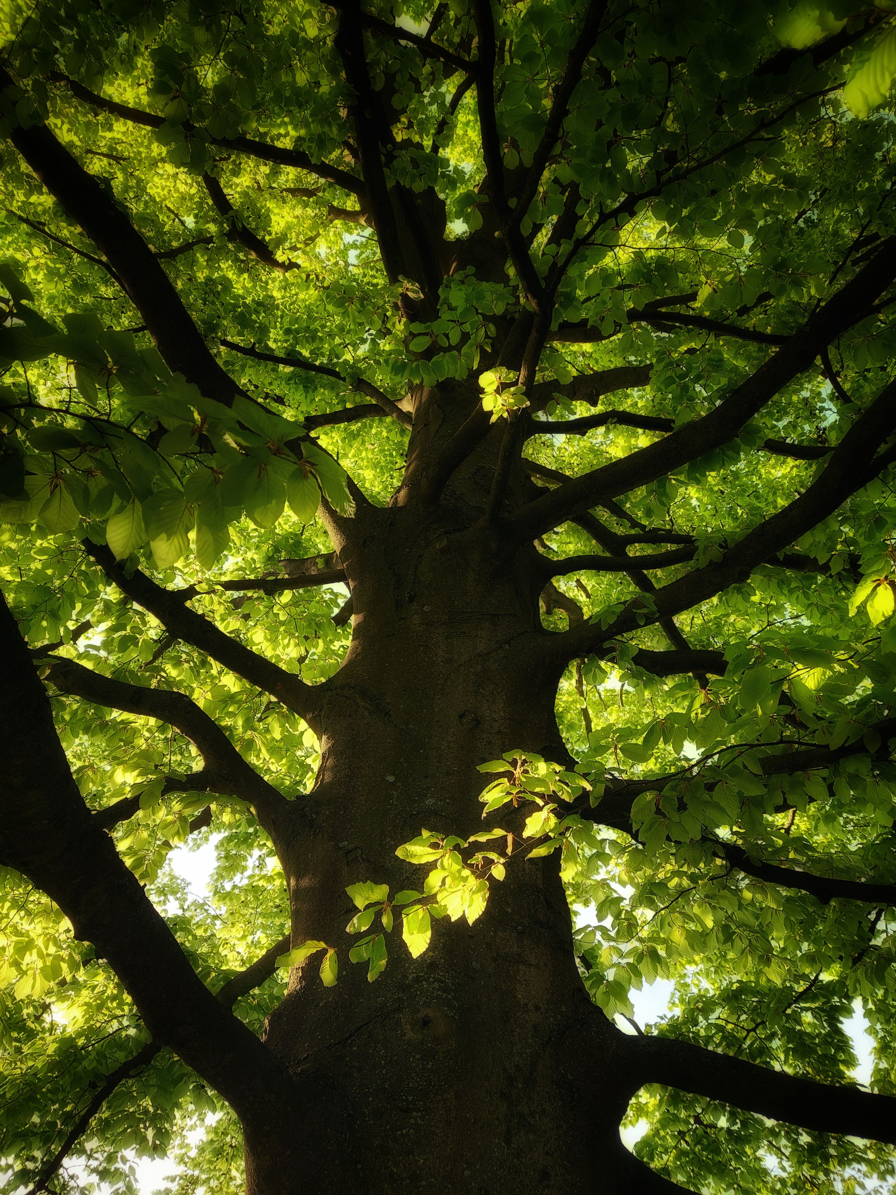 Green Tree Photos, Download The BEST Free Green Tree Stock Photos & HD ...