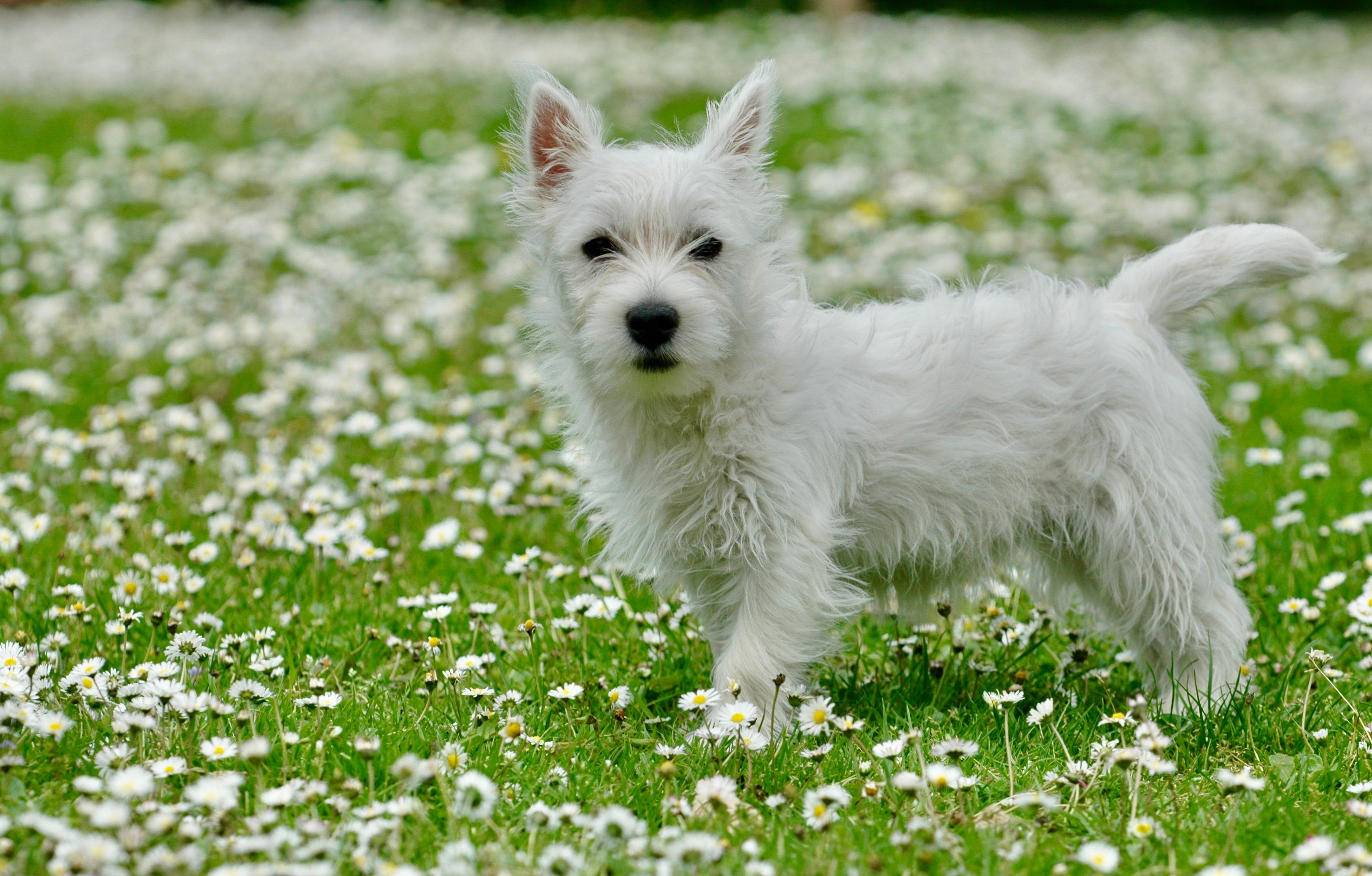 Westi Dog Photos, Download The BEST Free Westi Dog Stock Photos & HD Images