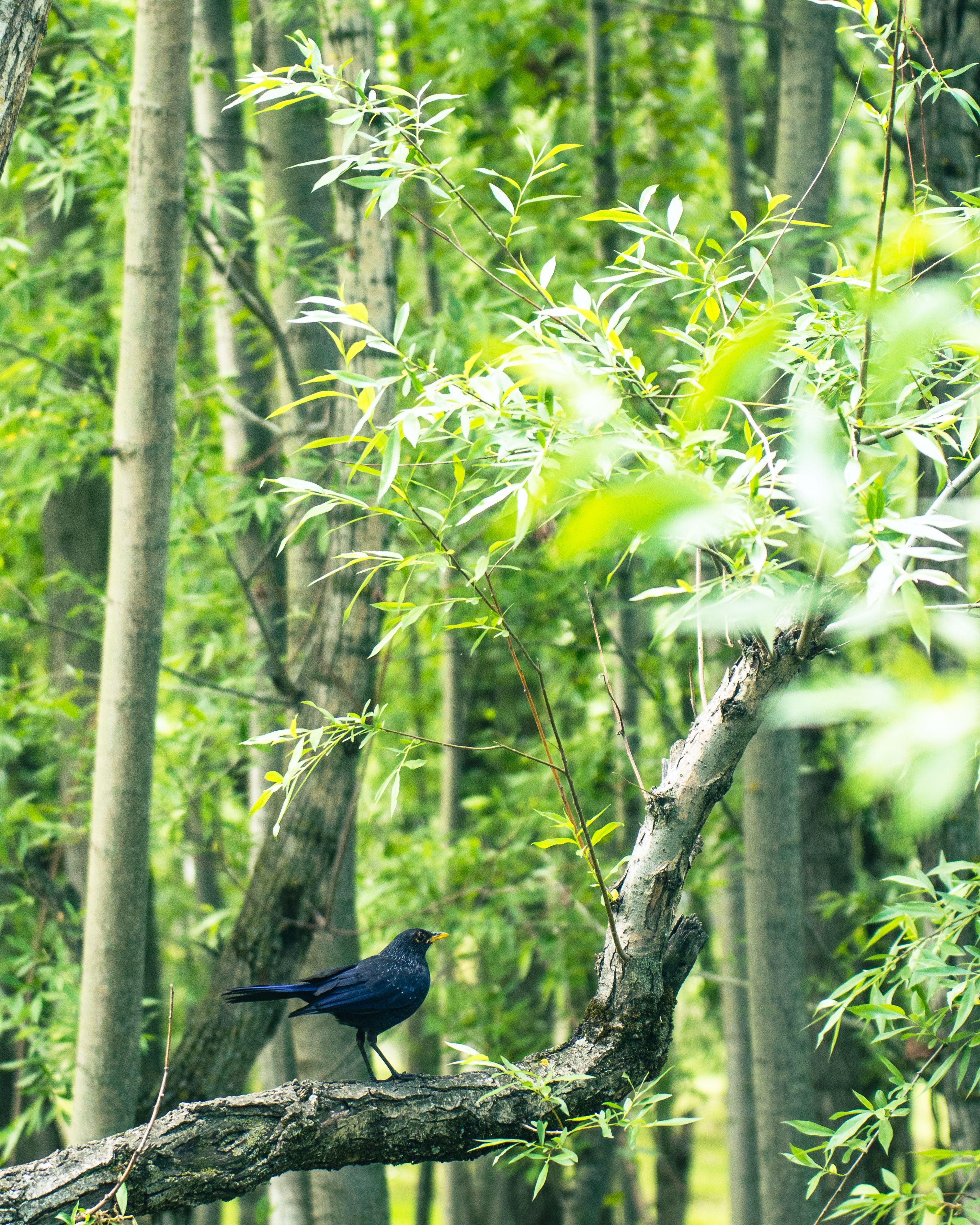 Blue Whistling Thrush Perched in Lush Forest · Free Stock Photo