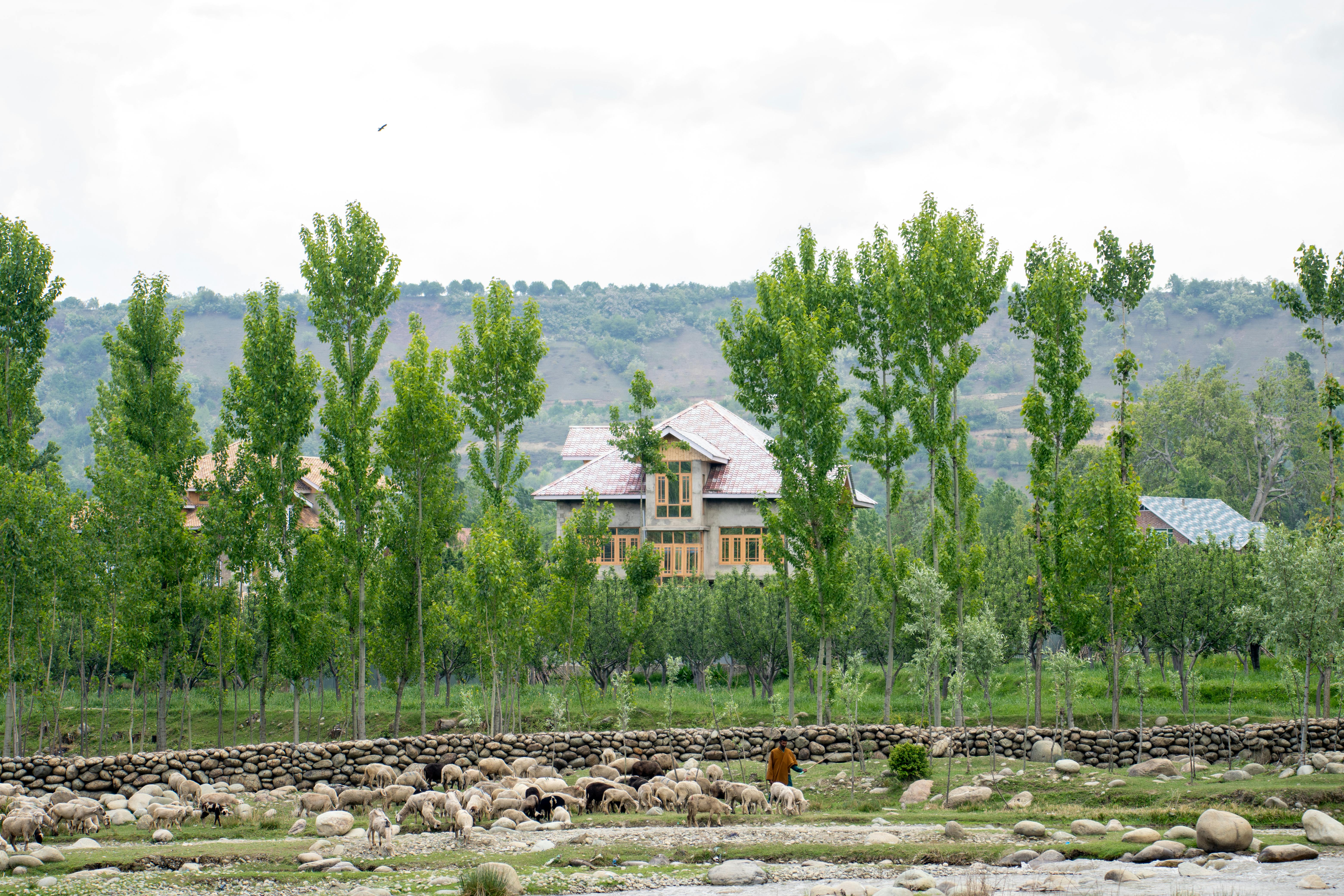 Scenic Rural Landscape in Badgam with Farmhouse · Free Stock Photo