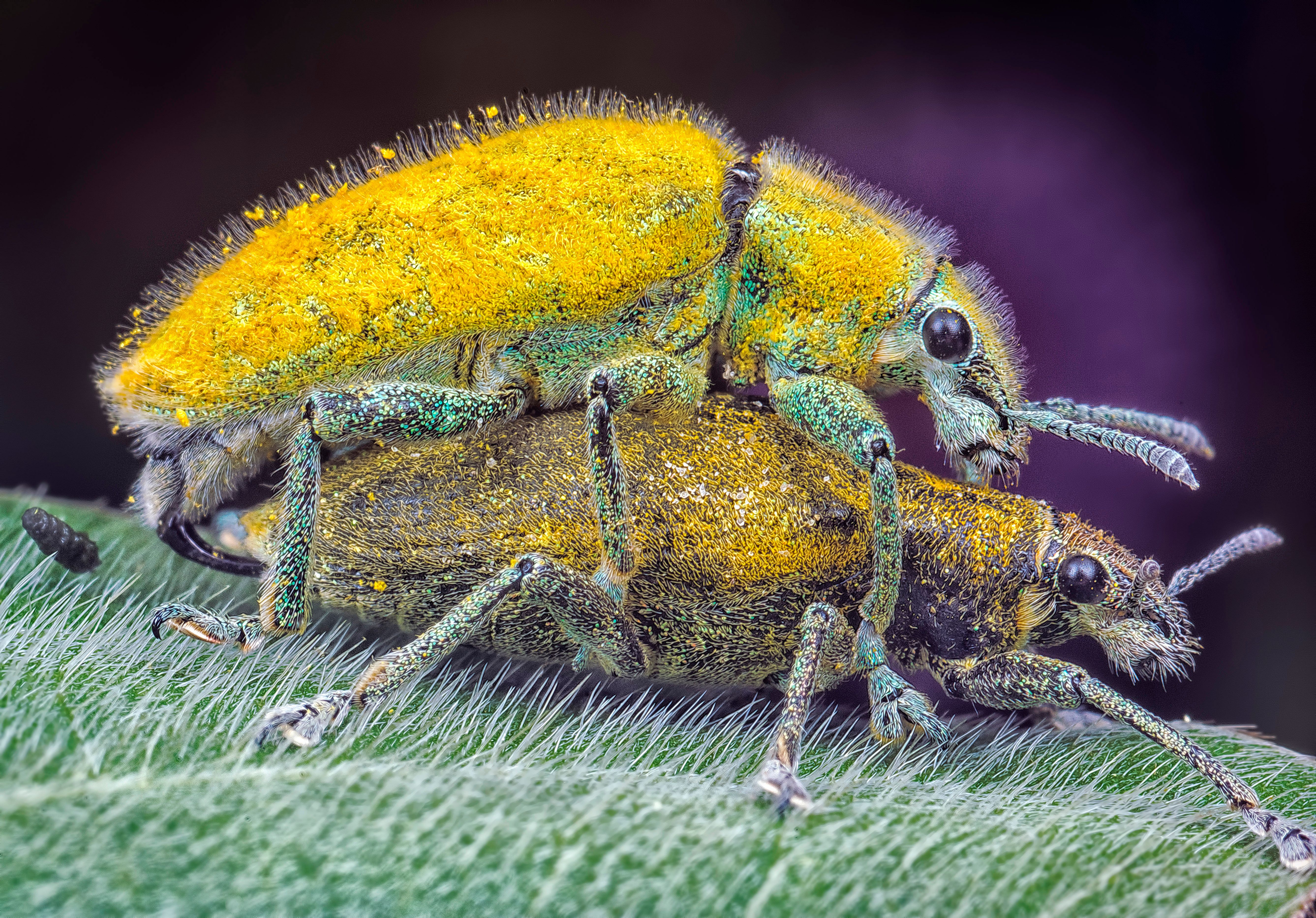 Close-up of Mating Gold Dust Weevils on Leaf · Free Stock Photo