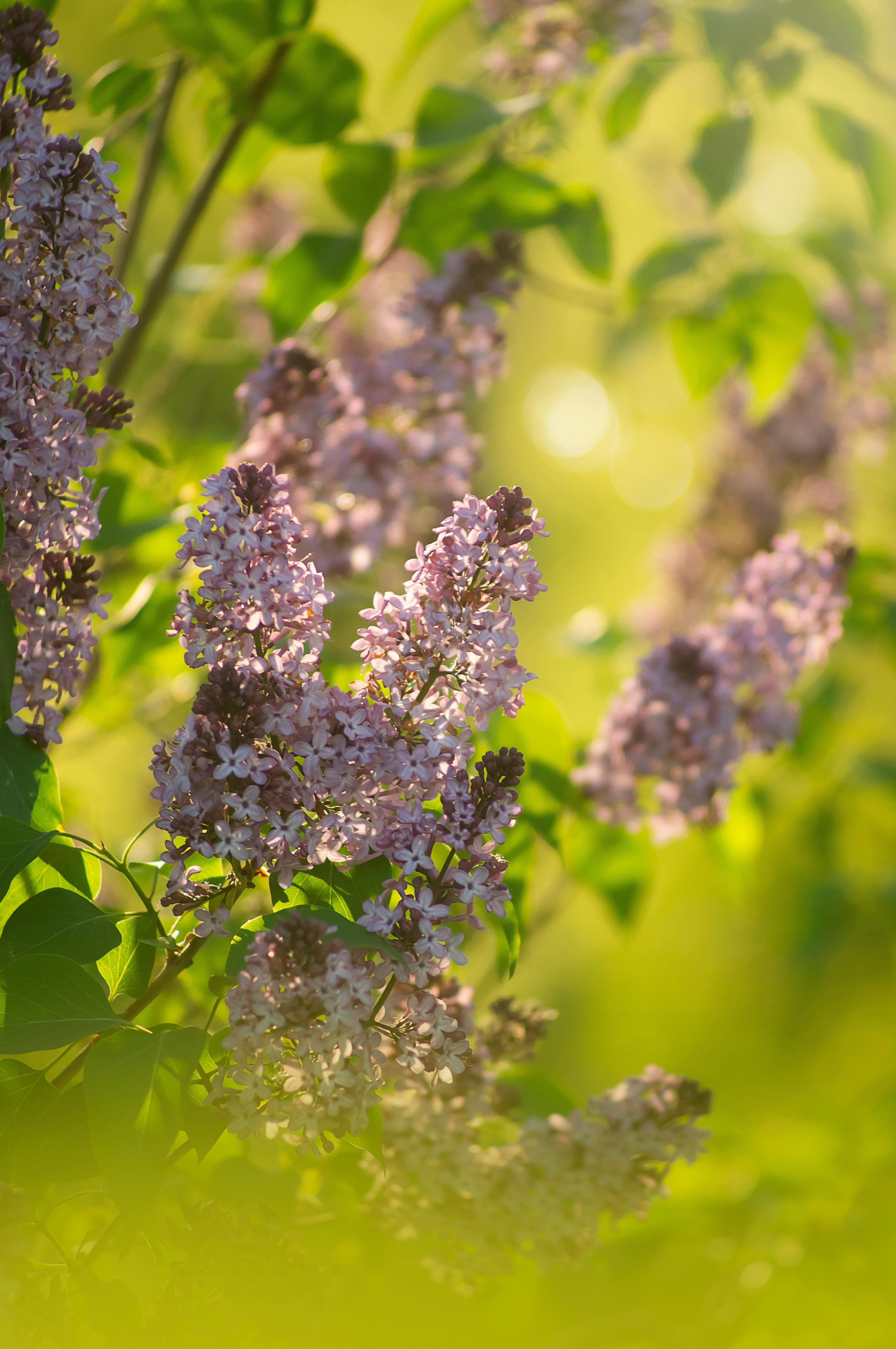 Lush Lilac Blossoms in Spring Sunshine · Free Stock Photo