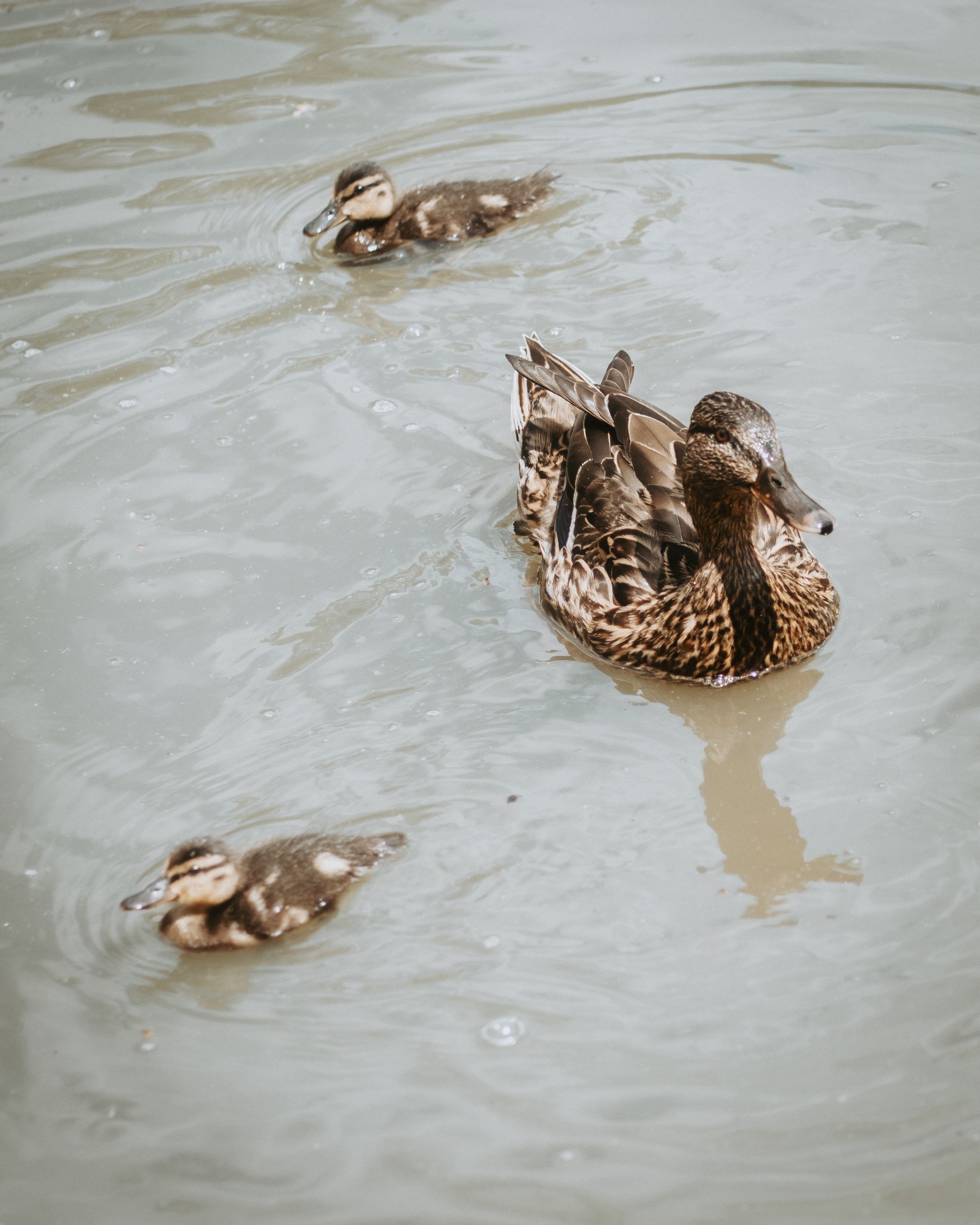 Baby Ducks Photos, Download The BEST Free Baby Ducks Stock Photos & HD ...