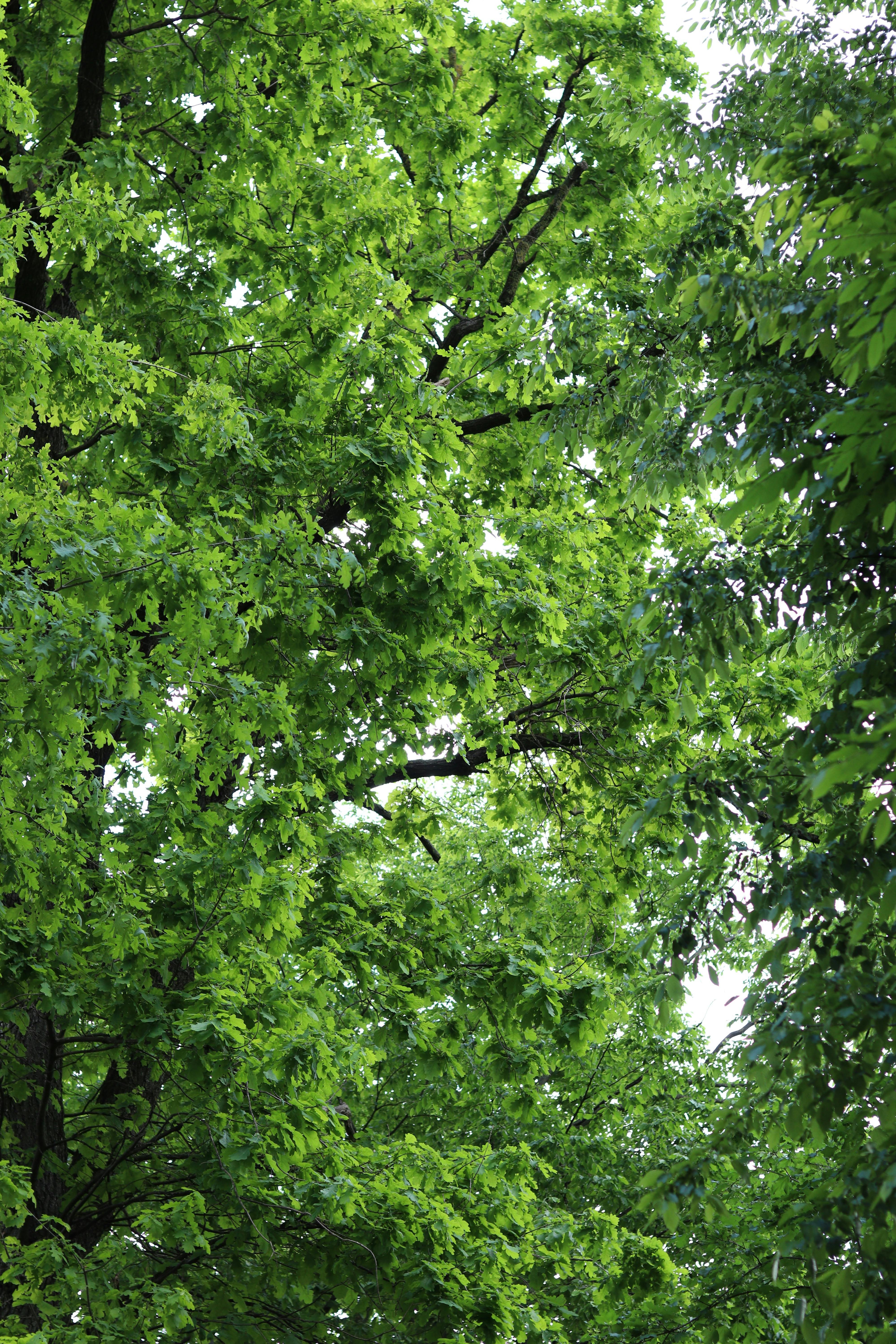 Vibrant Green Oak Tree Canopy in Summer · Free Stock Photo