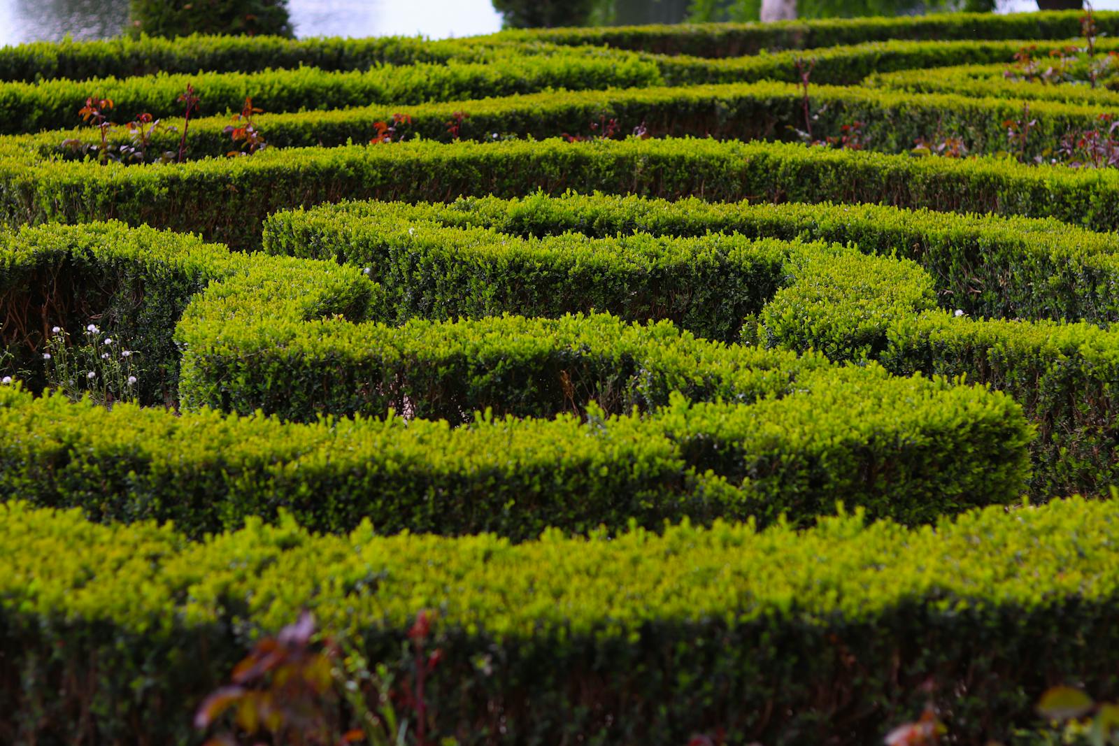 1.430.366+ Fotos y Imágenes de Laberinto natural Gratis · Banco de ...