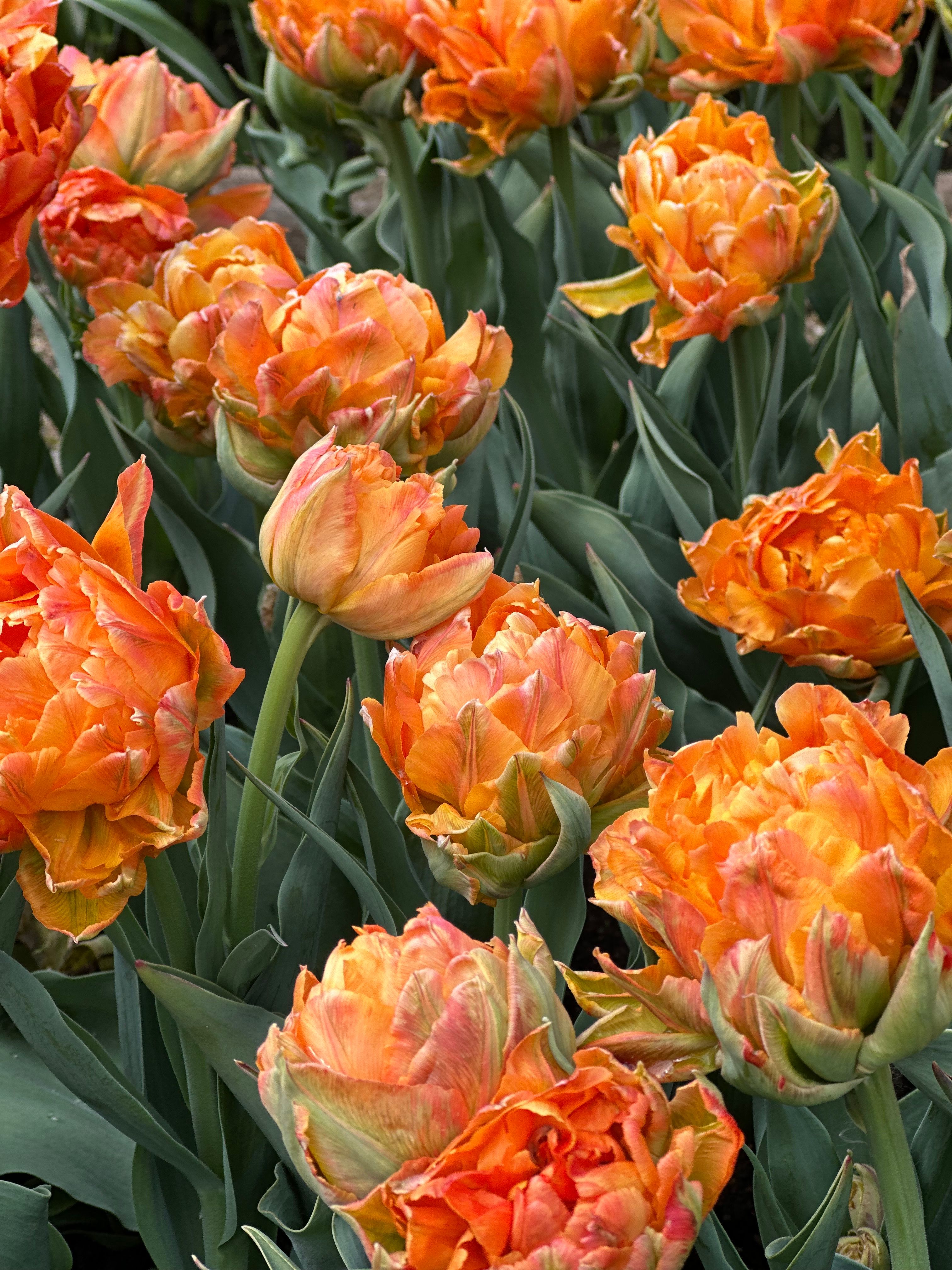 Spring Garden Photos, Download The BEST Free Spring Garden Stock Photos ...