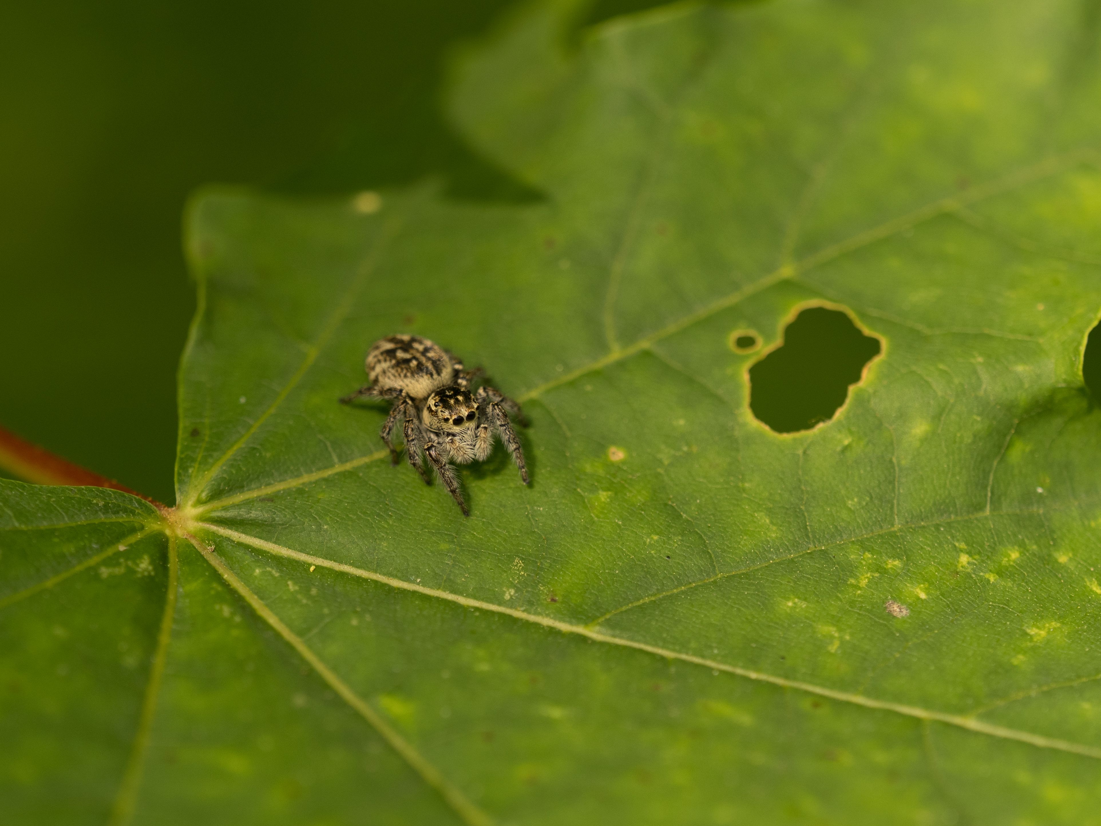 Close-up of a Jumping Spider on a Green Leaf · Free Stock Photo