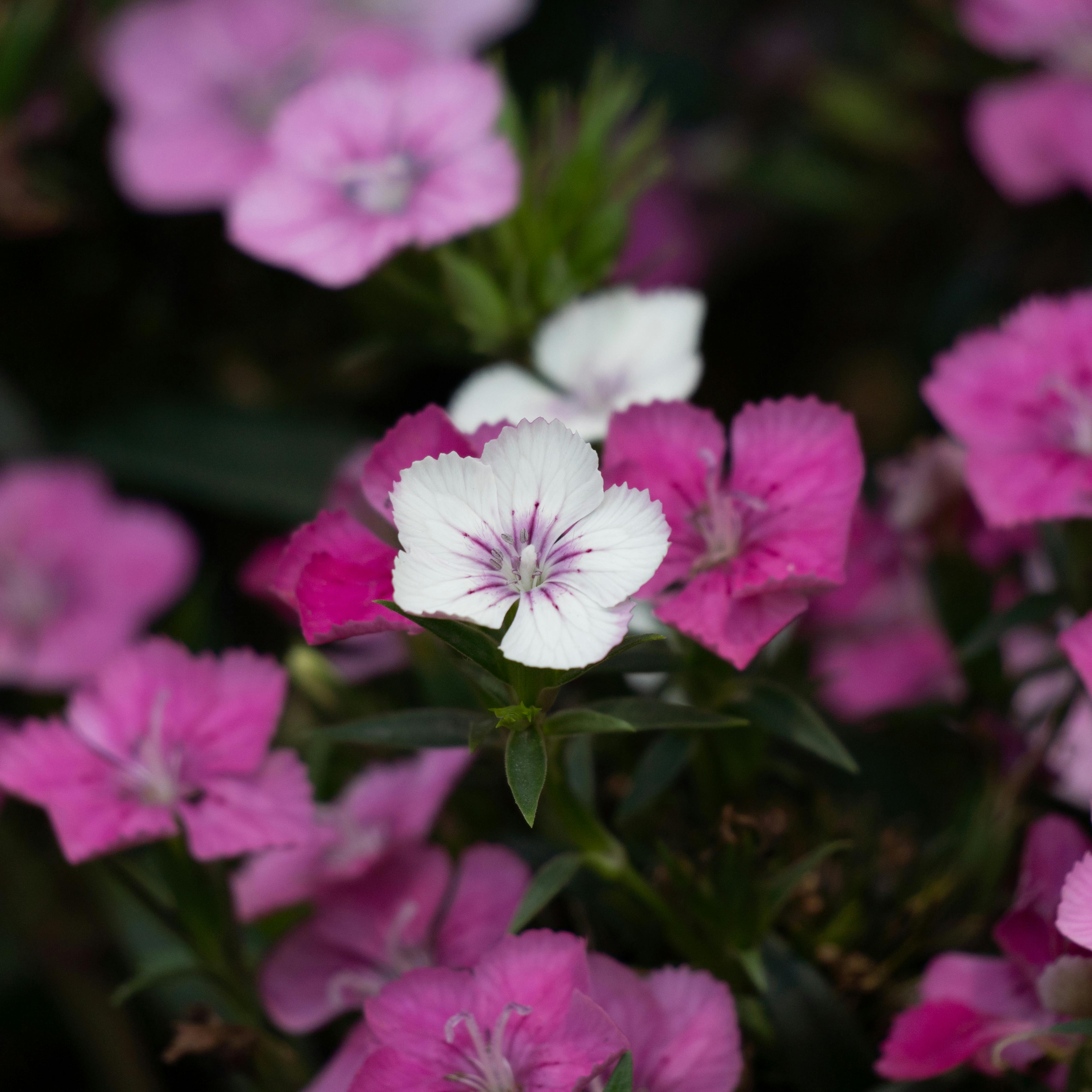 Vibrant Pink and White Dianthus Flowers in Bloom · Free Stock Photo