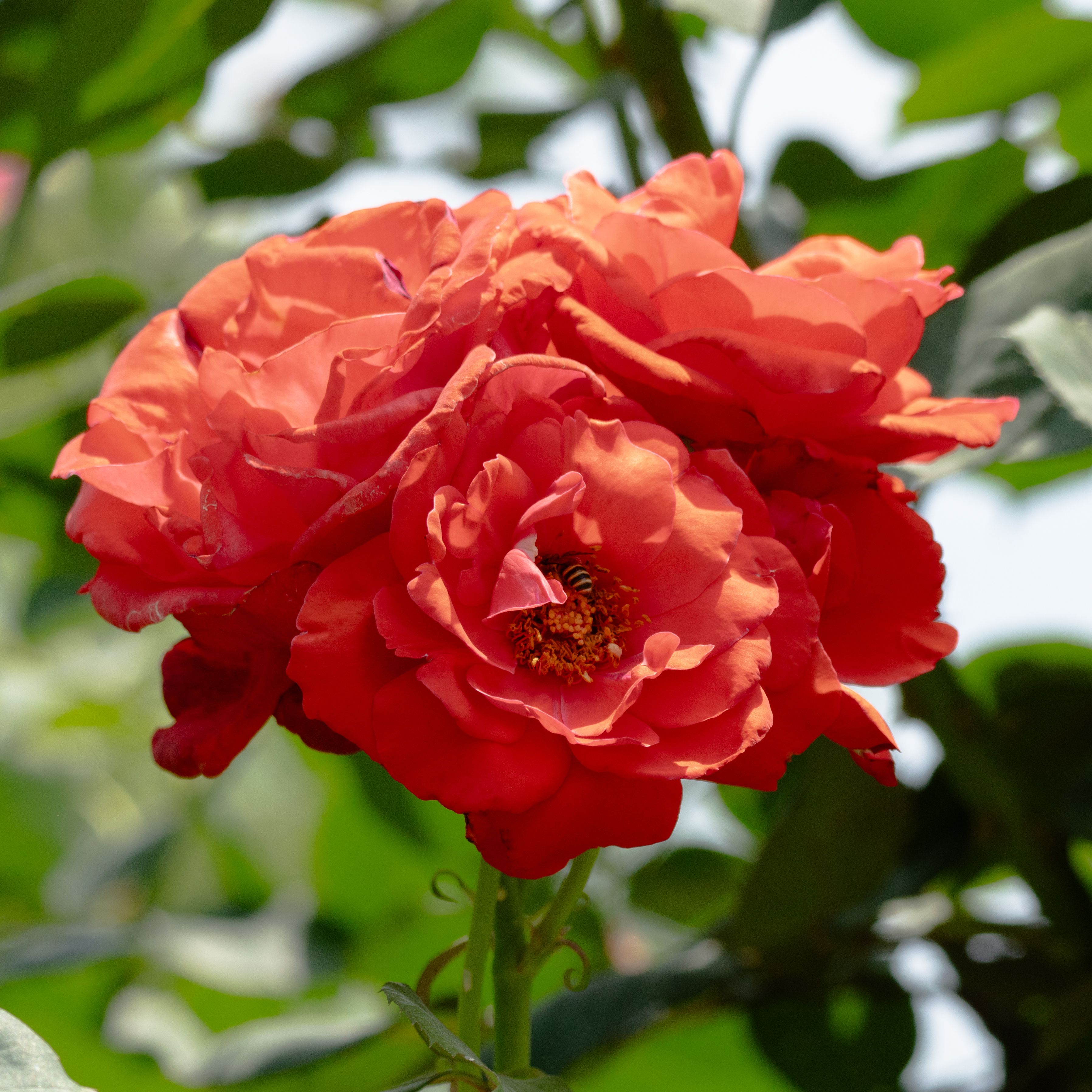 Close-up of Vibrant Red Roses with Bee in Garden · Free Stock Photo