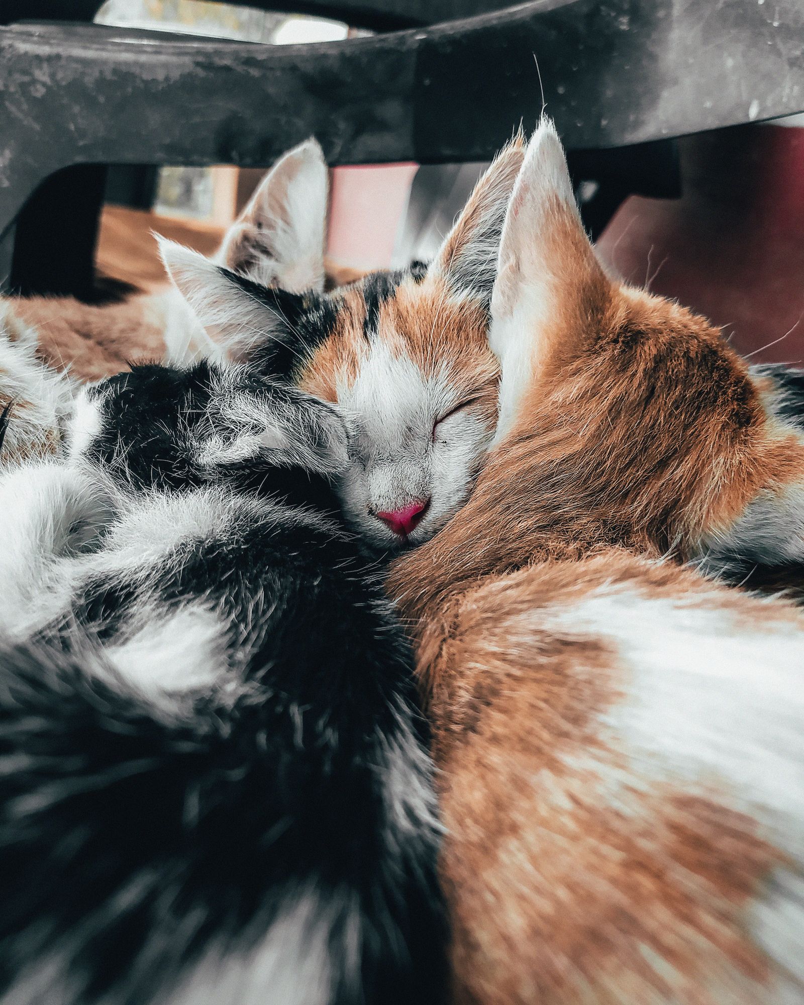Cute Puppies And Kittens Photos, Download The BEST Free Cute Puppies ...