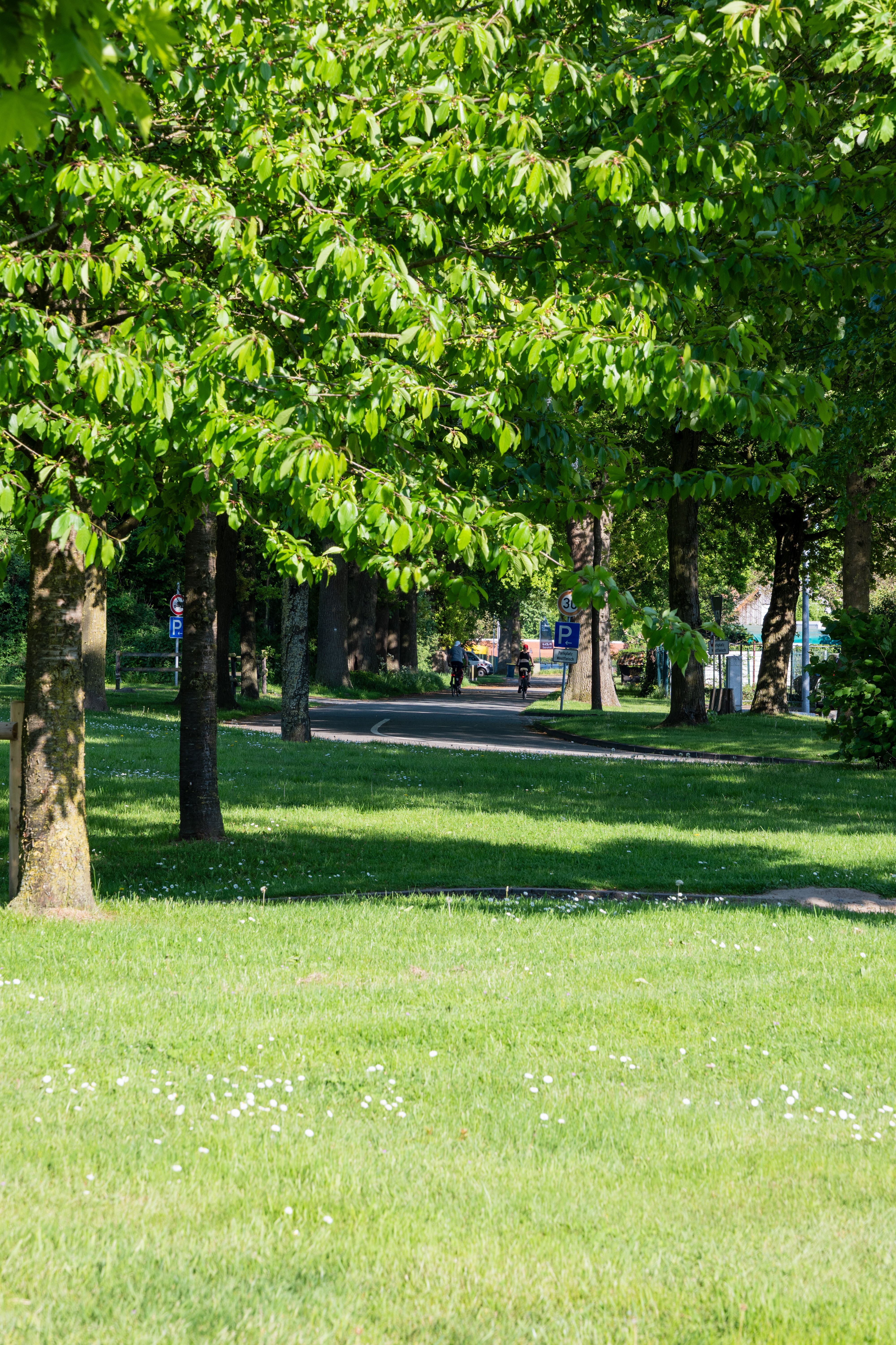 Sunny Day in Lush Green Park Landscape · Free Stock Photo