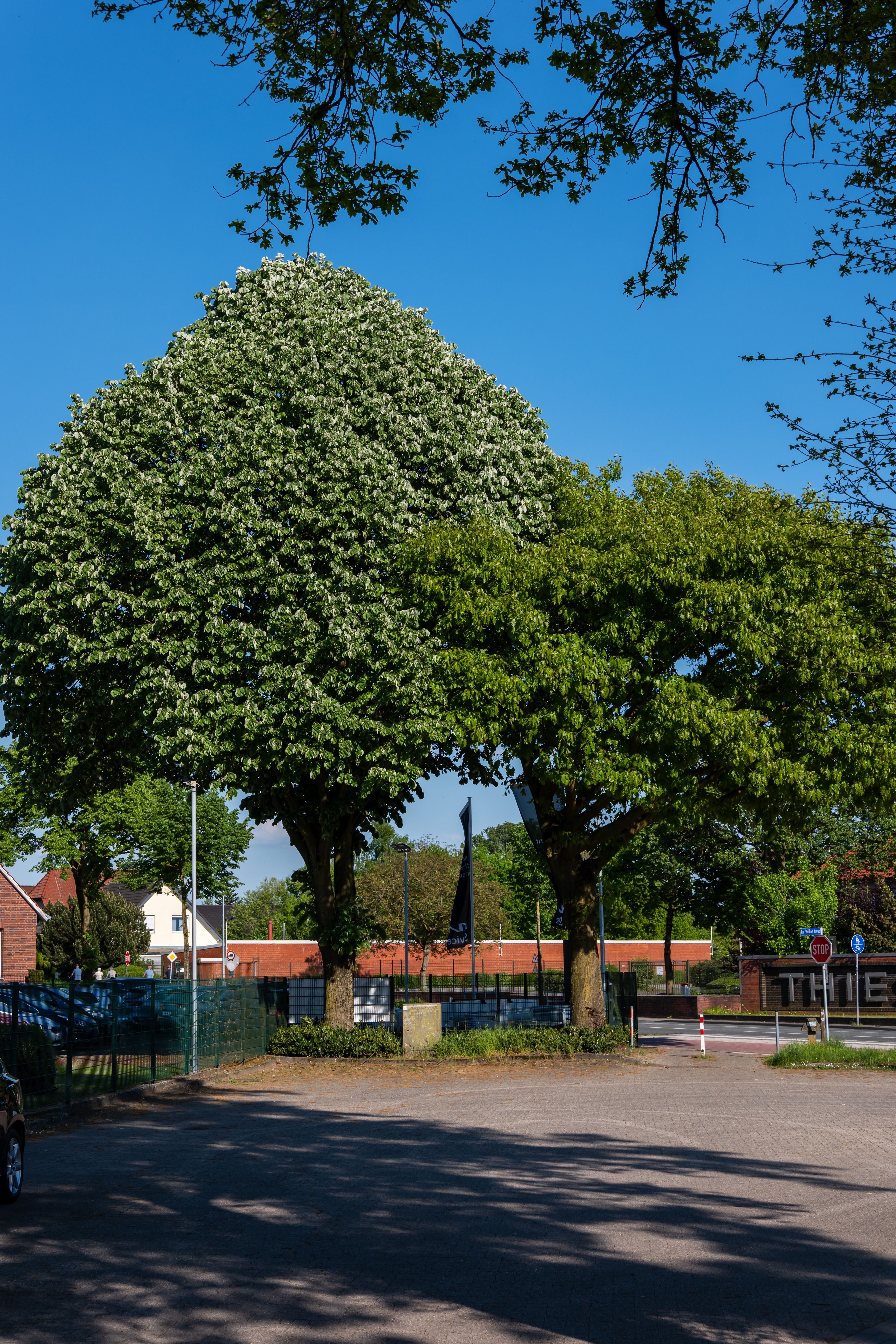 Beautiful Trees in Sunny Urban Neighborhood · Free Stock Photo