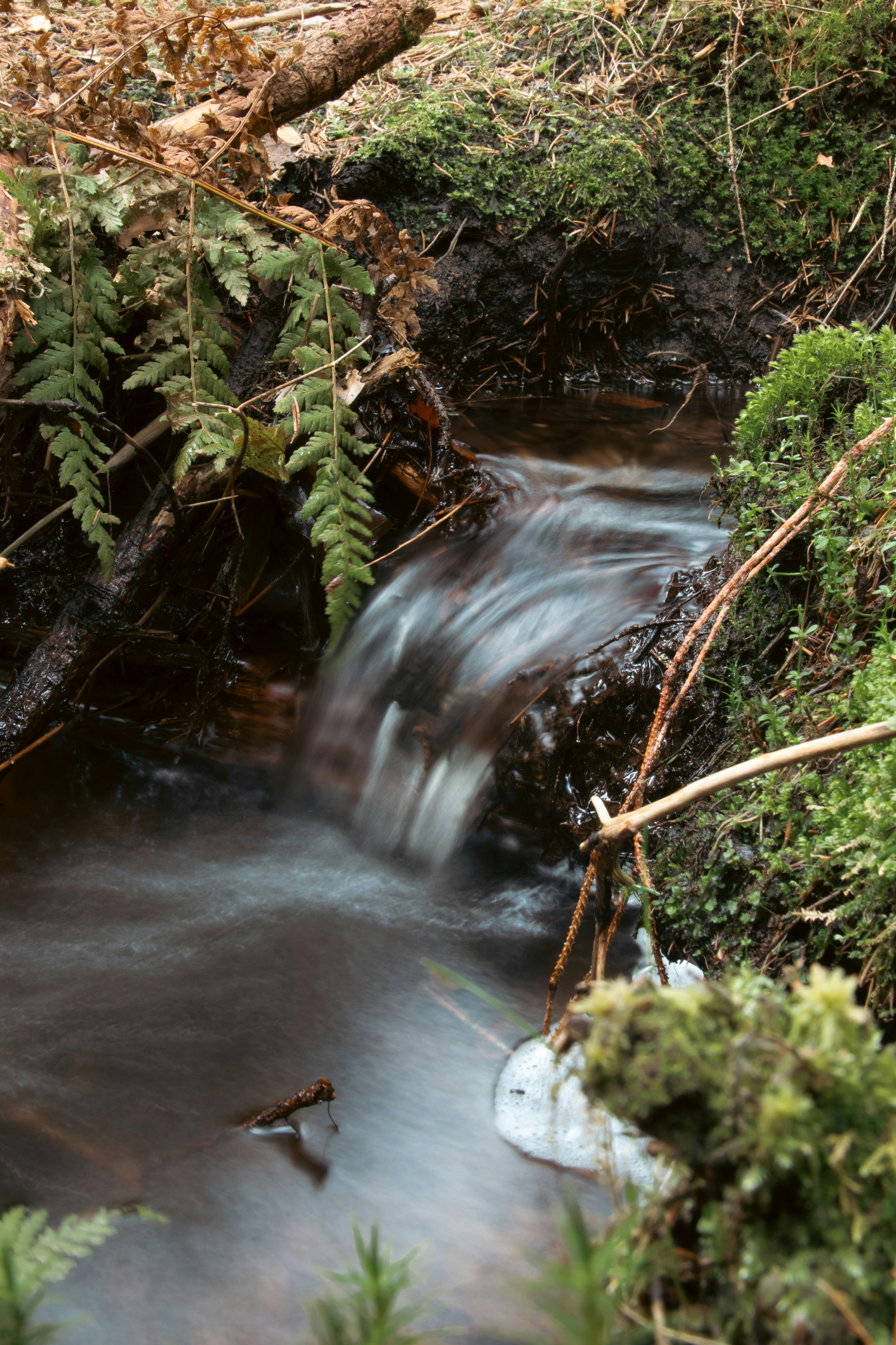 Calming Stream Photos, Download The BEST Free Calming Stream Stock ...