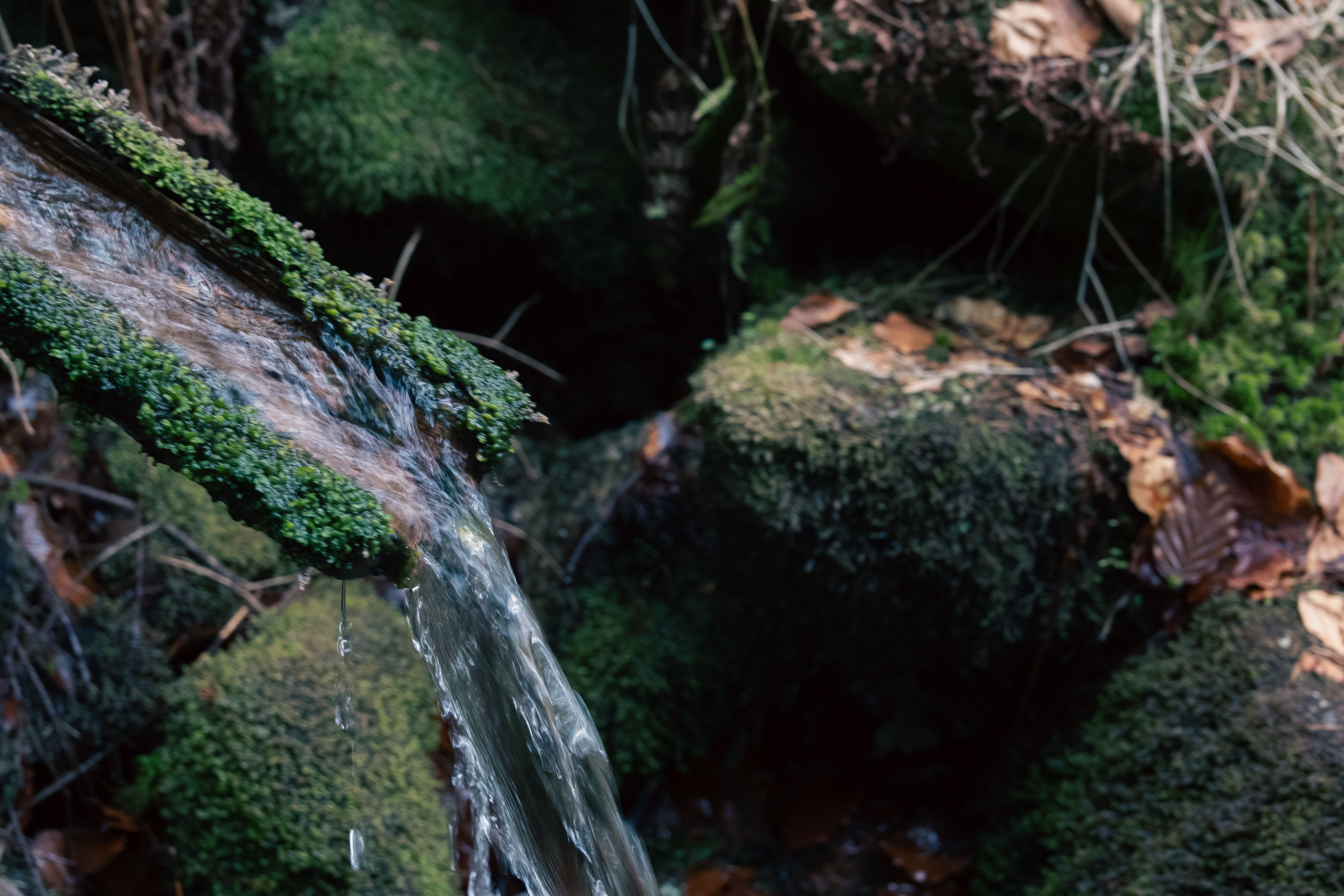Flowing Moss-Covered Stream in Forest · Free Stock Photo