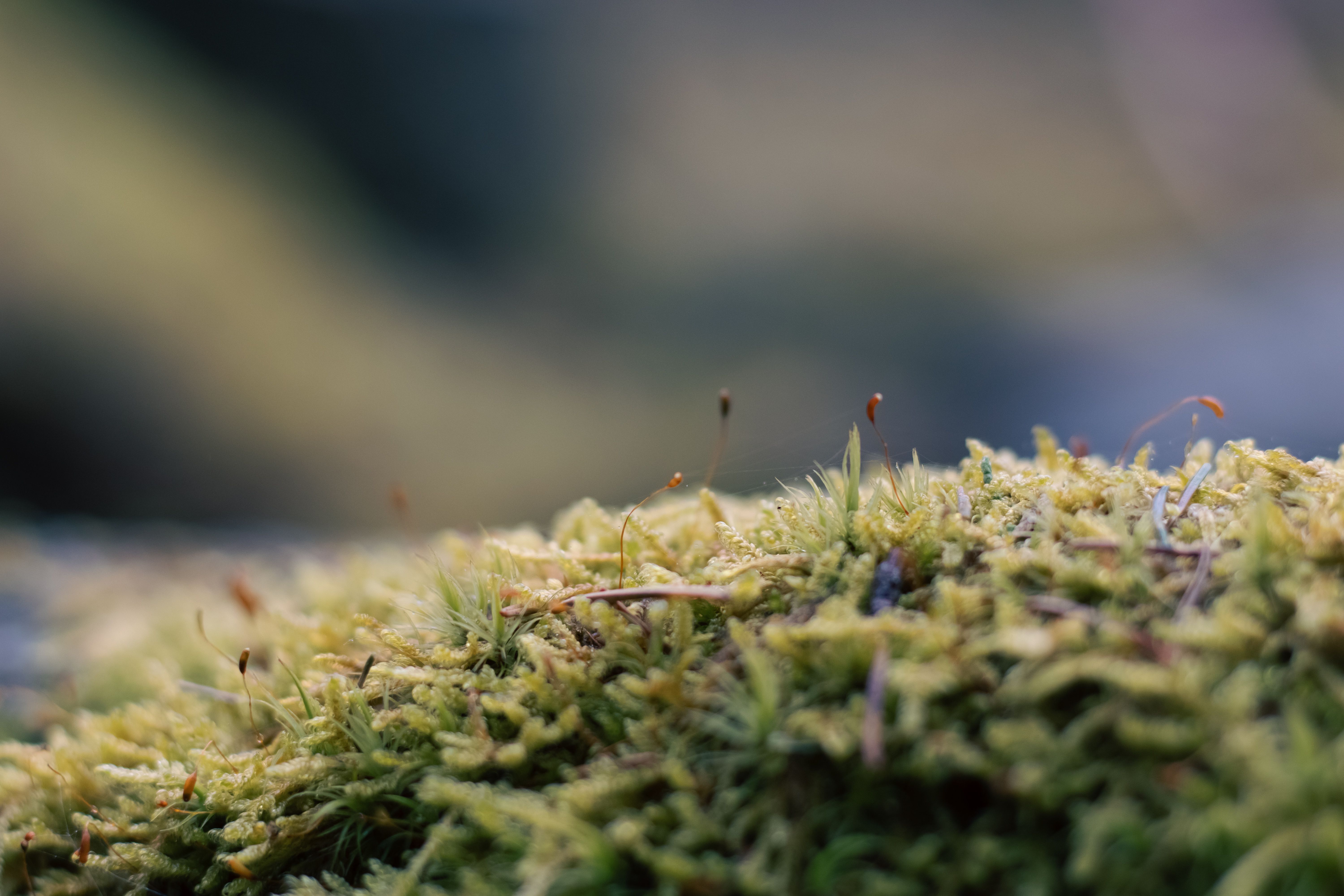 Zoom Backgrounds Spring Photos, Download The BEST Free Zoom Backgrounds ...