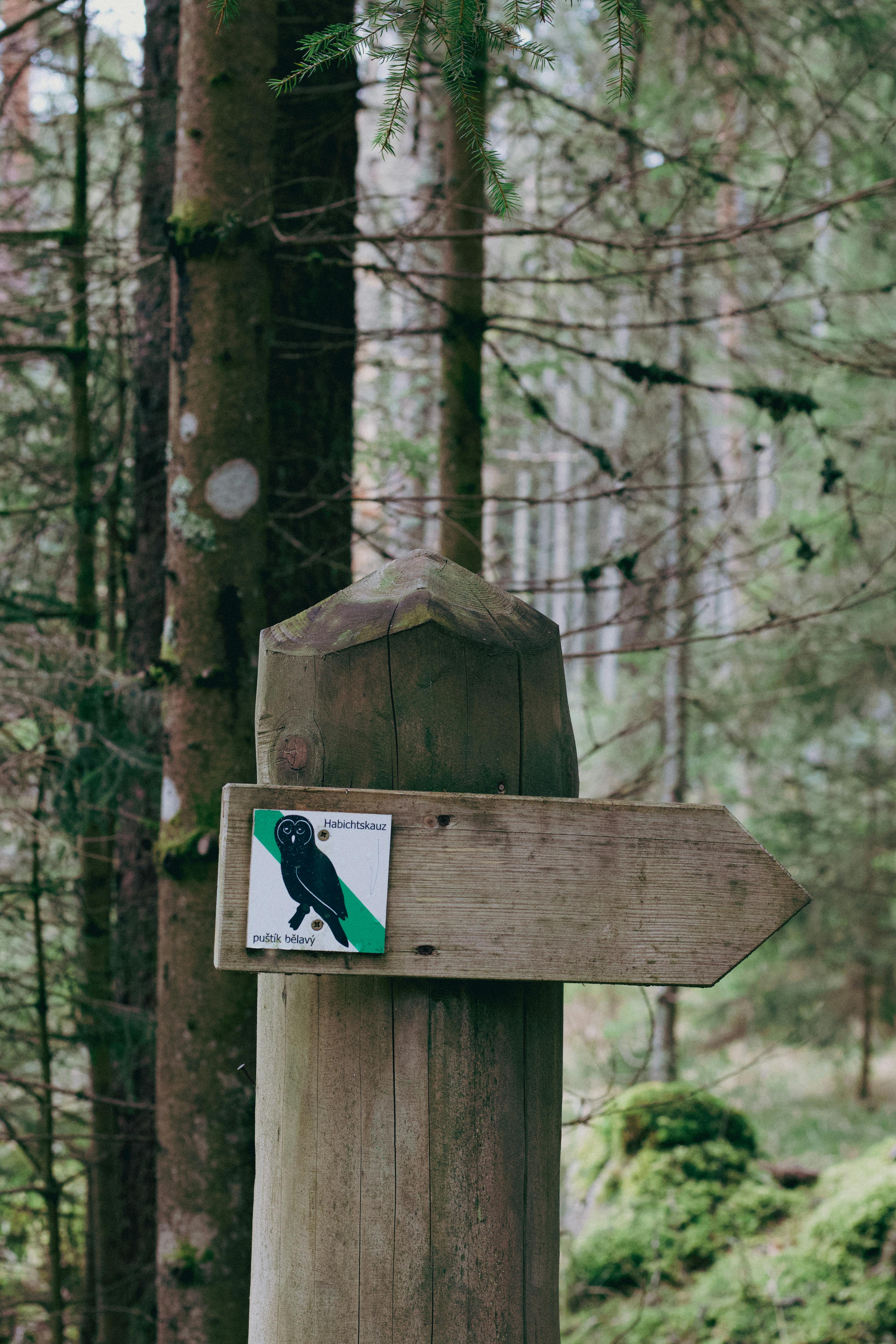 Forest Trail Direction Sign in Woodland Setting · Free Stock Photo