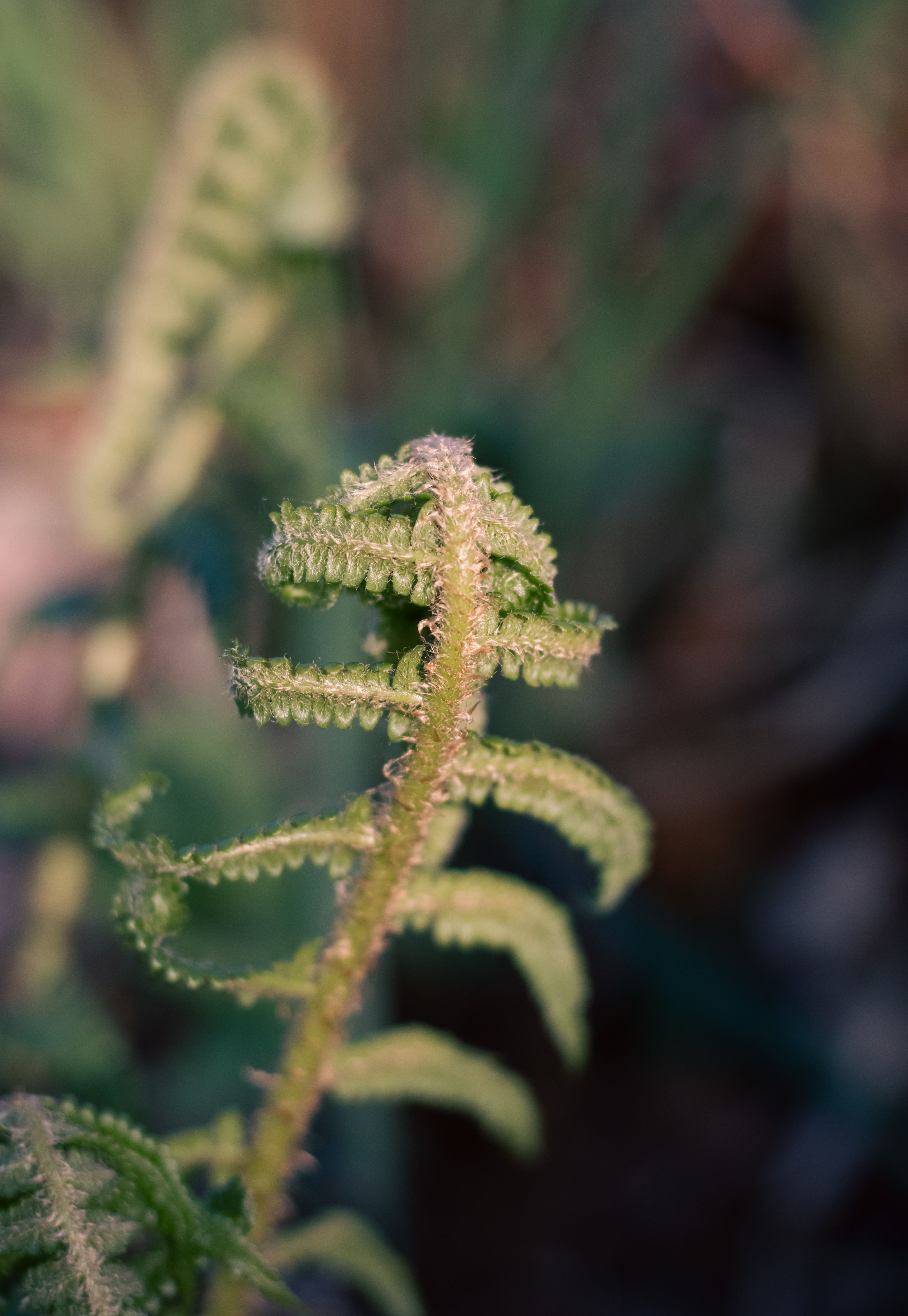 Close-up of Unfurling Fern Fronds in Natural Light · Free Stock Photo