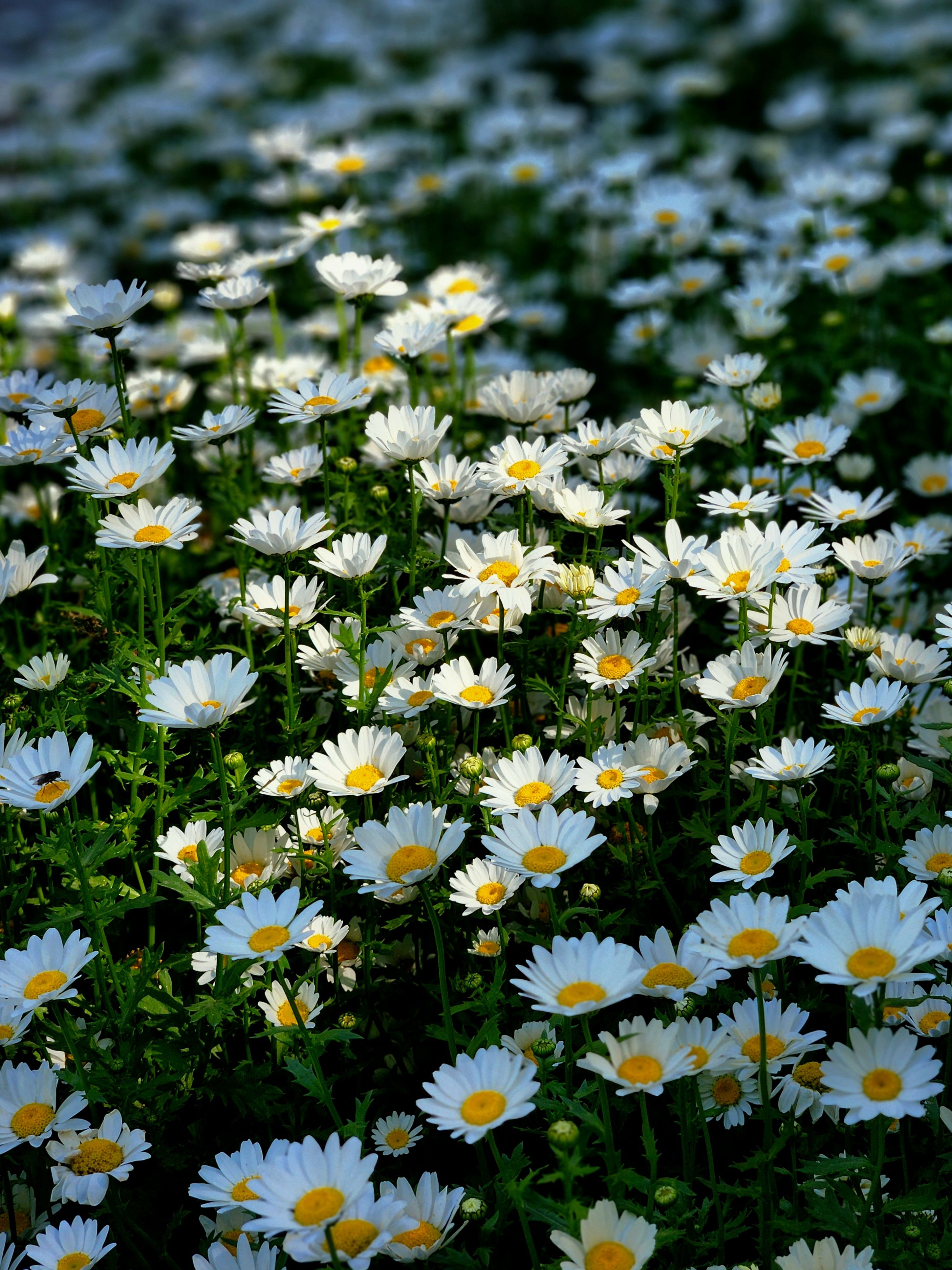 Beautiful Field of Blooming White Daisies · Free Stock Photo