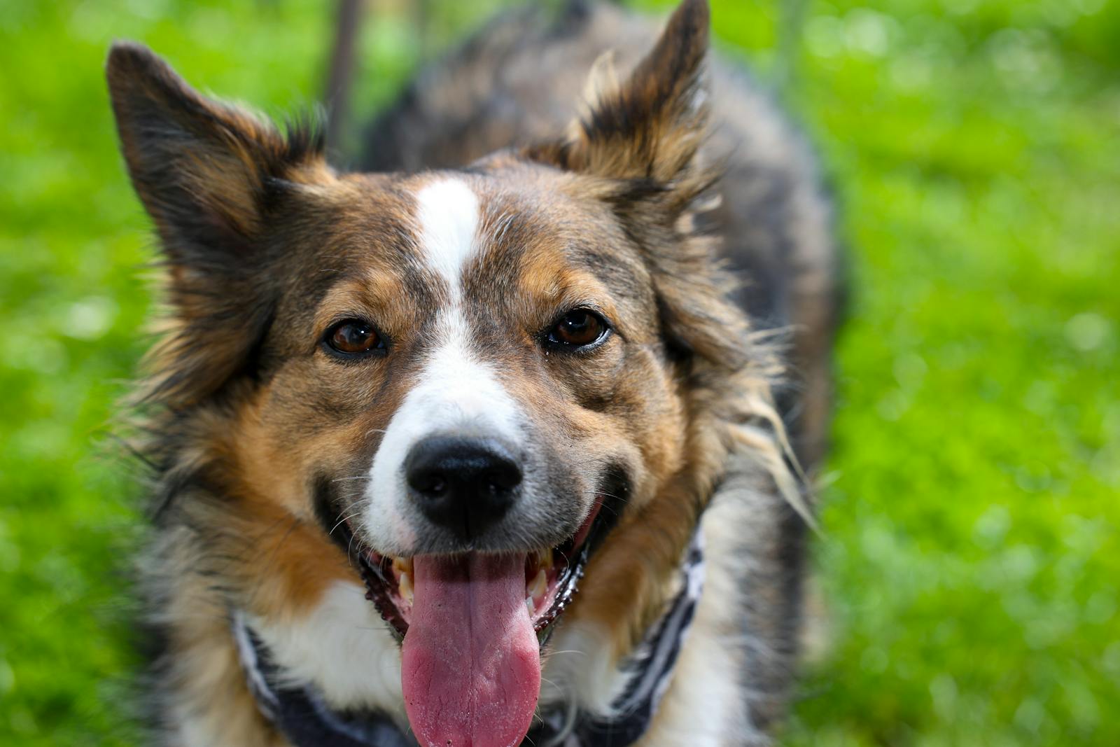 Smiling Dog Photos, Download The BEST Free Smiling Dog Stock Photos ...